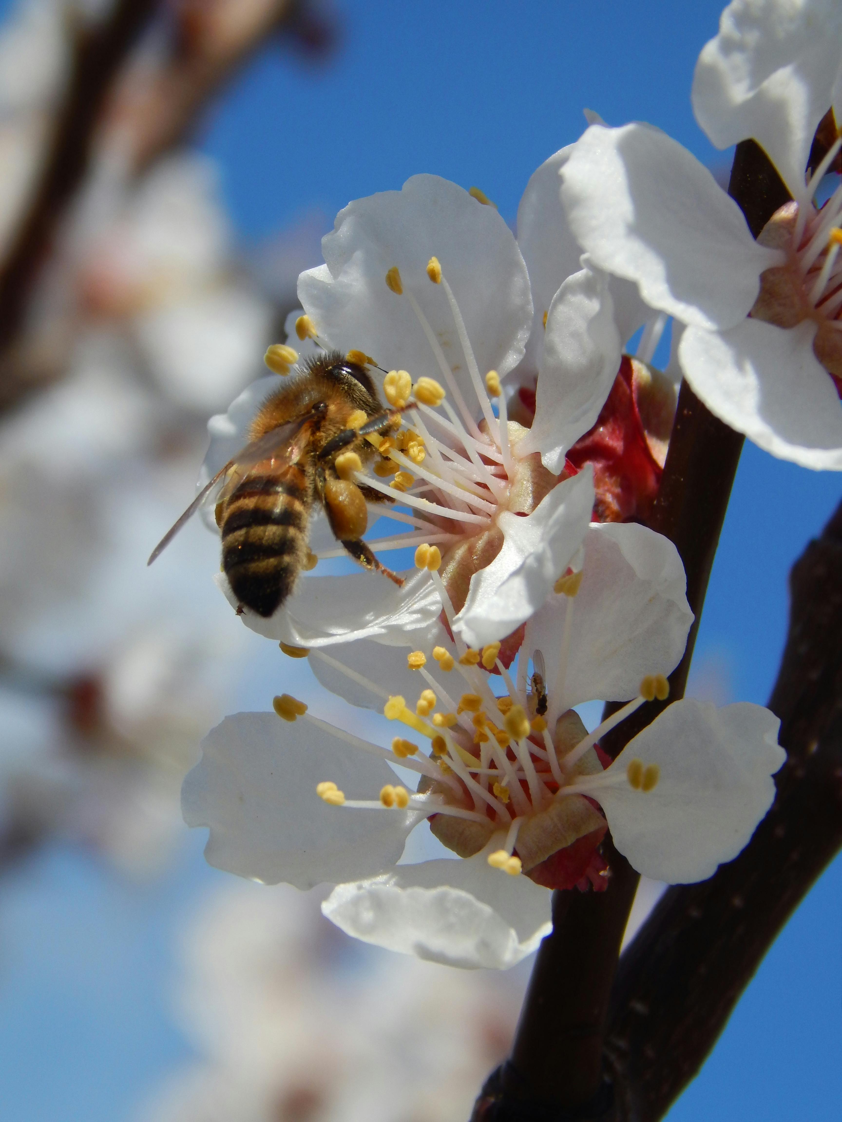 Fire Bee Photos, Download The BEST Free Fire Bee Stock Photos & HD Images