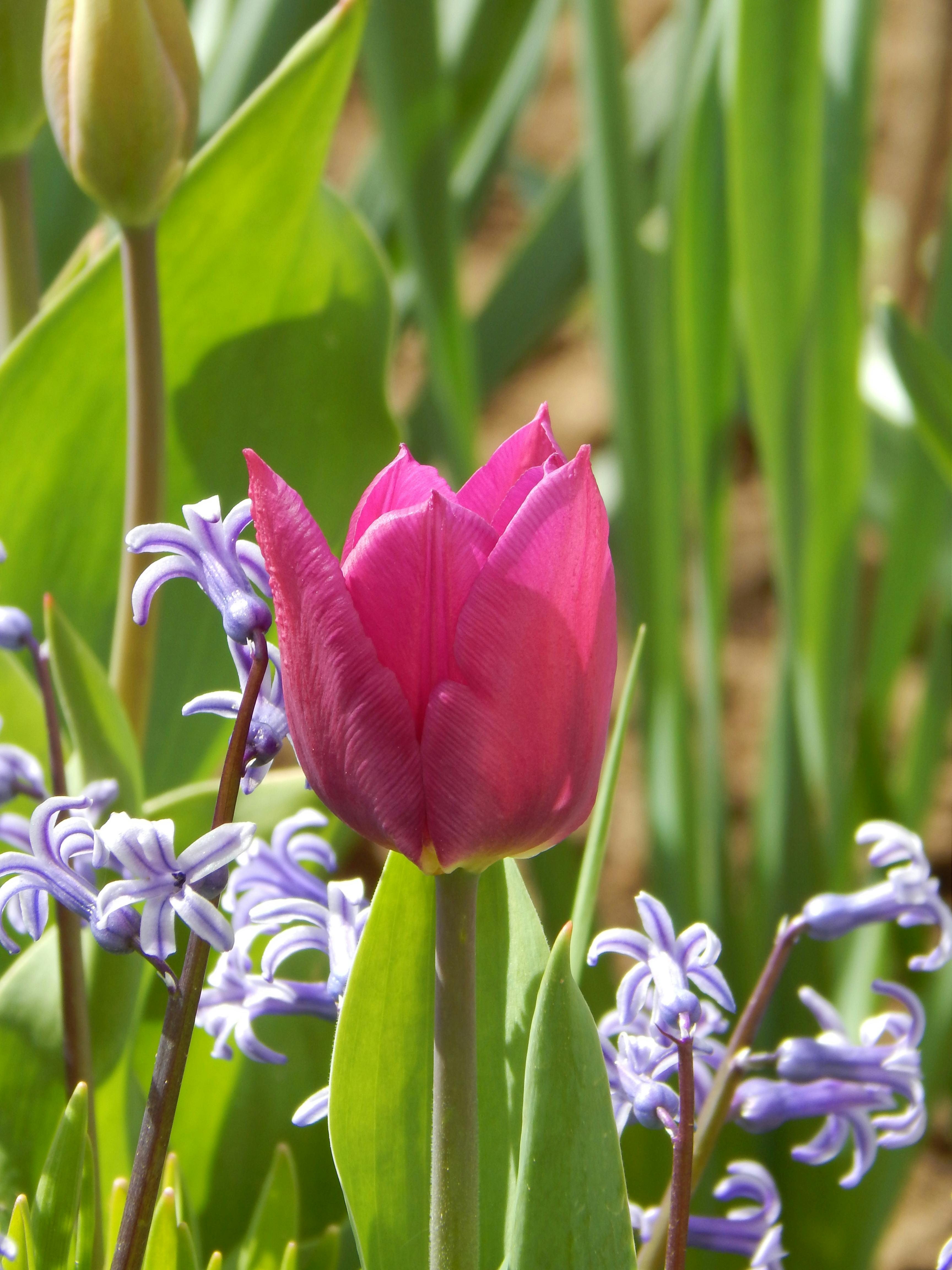 Tulip Flowers Scattered on a White Surface · Free Stock Photo