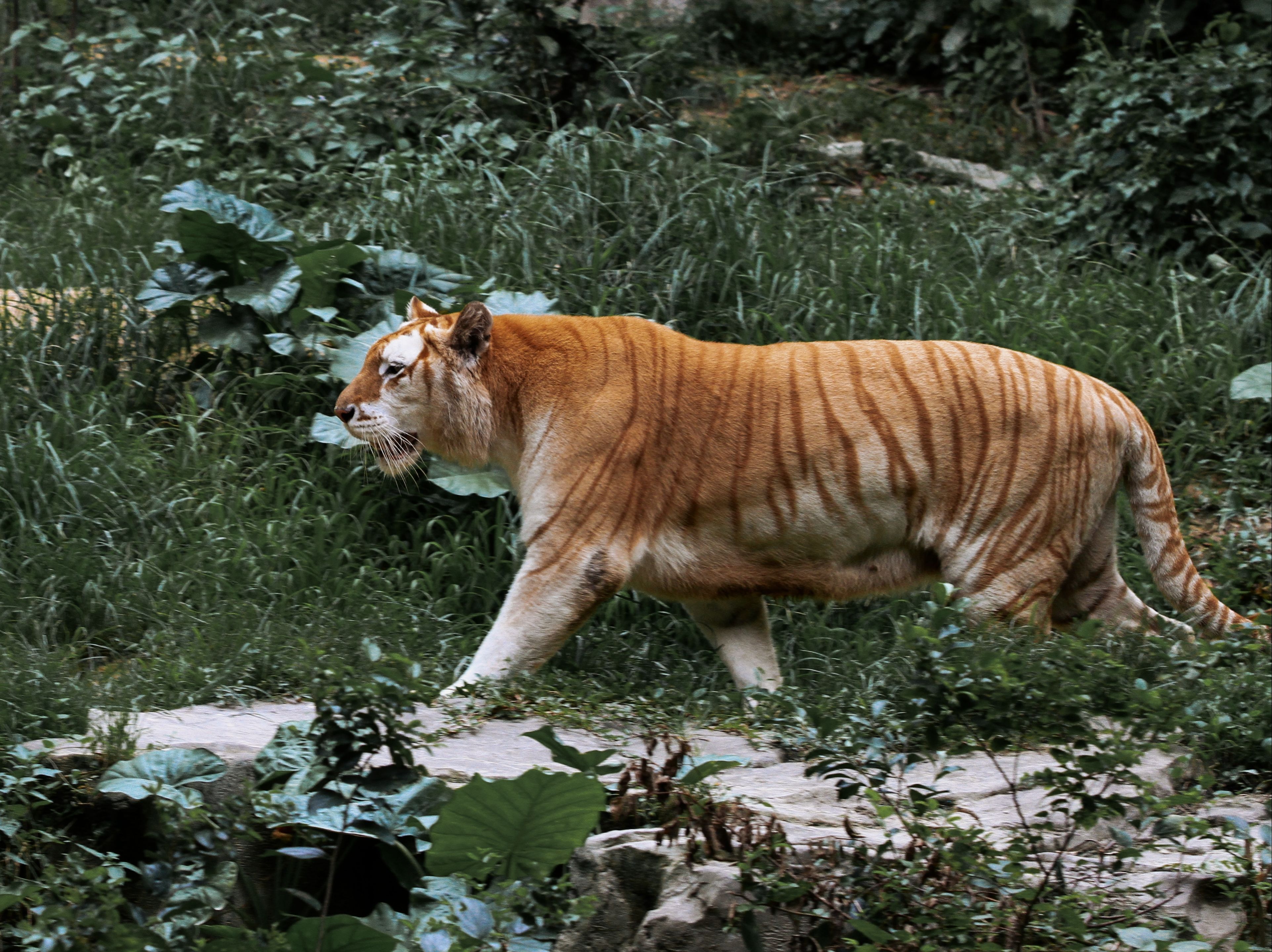 Brown Tiger on Green Grass · Free Stock Photo