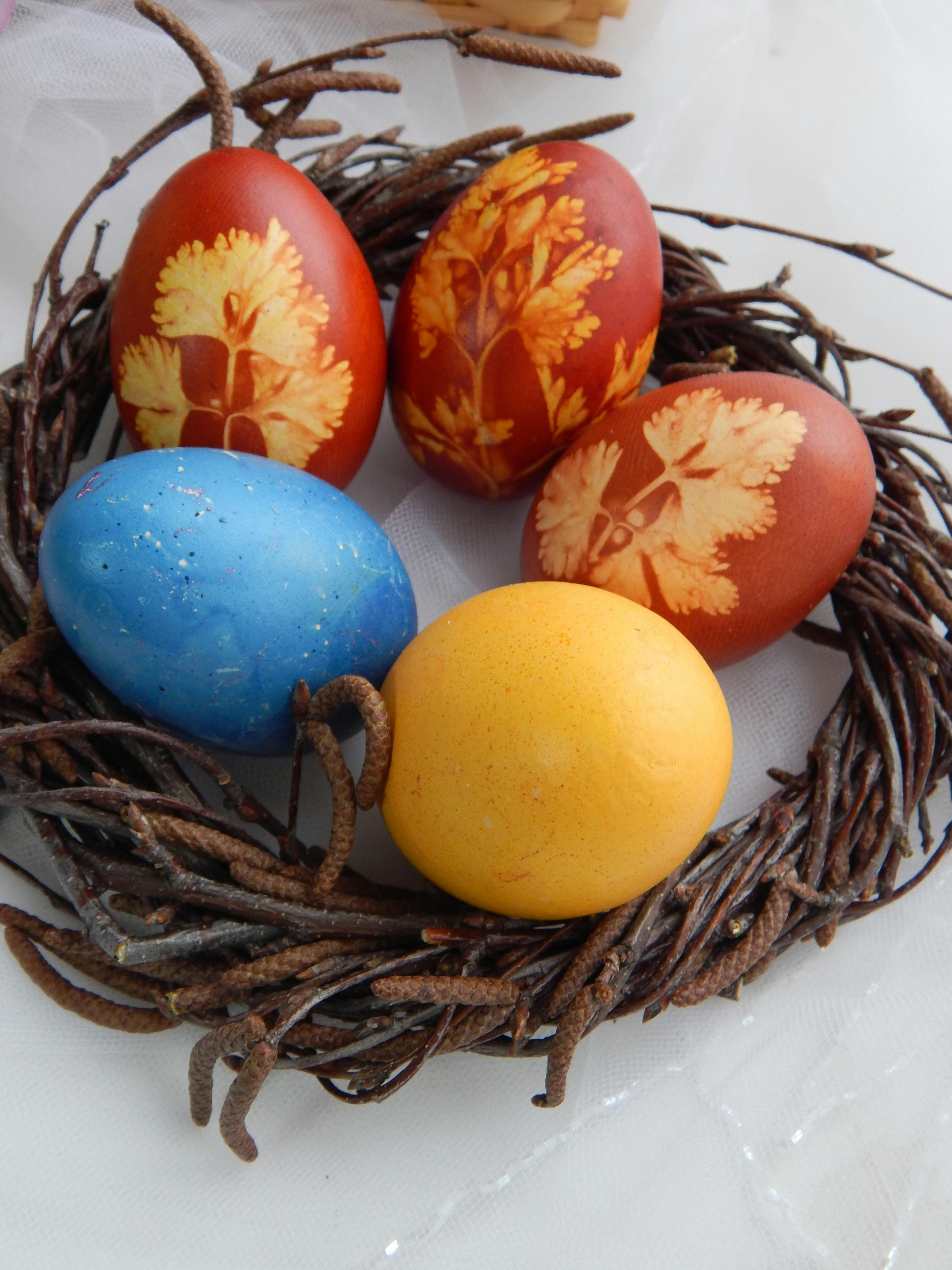 Spotted Easter Eggs · Free Stock Photo