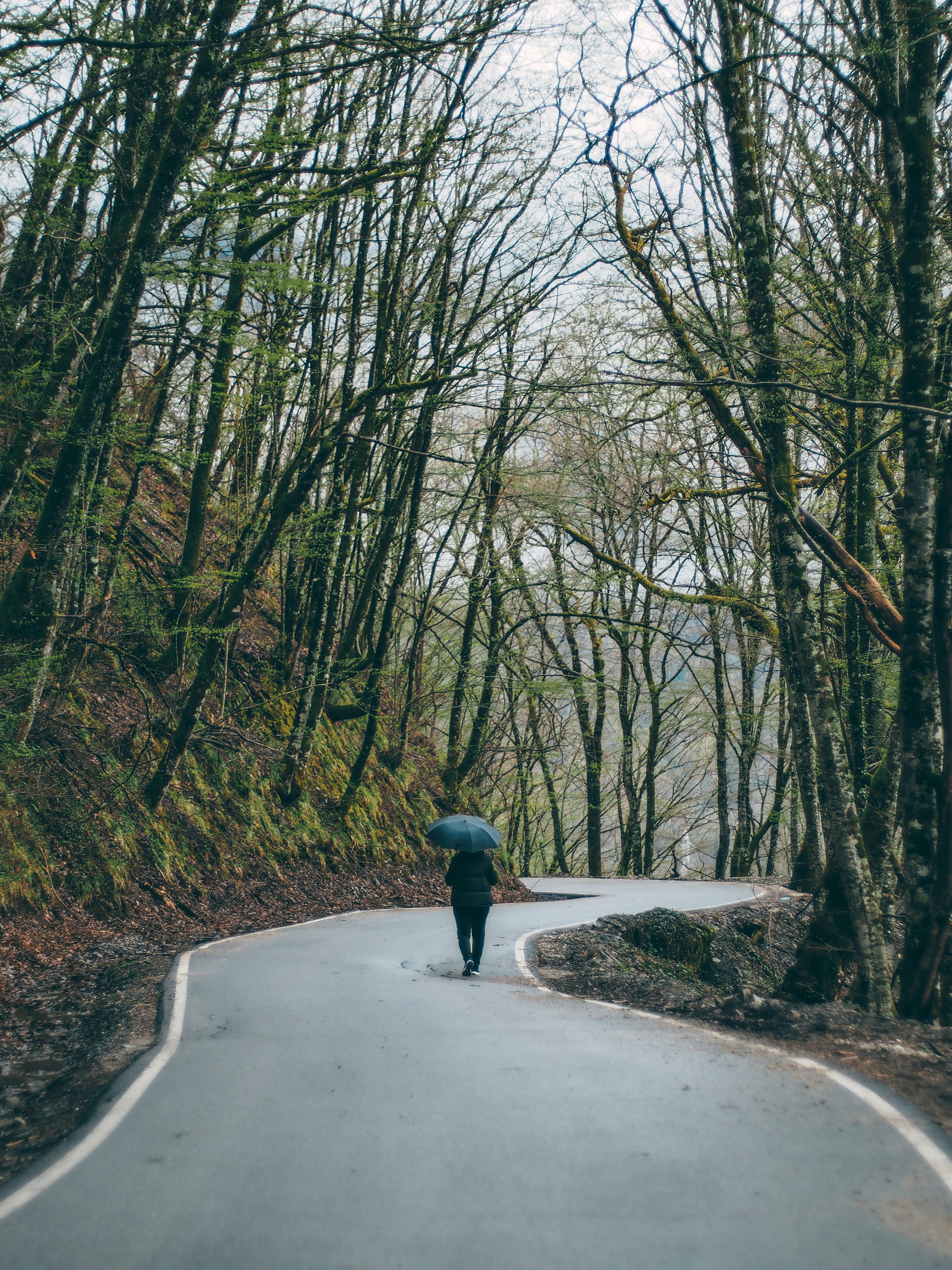 Person Walking on Gray Concrete Road Between Green Trees · Free Stock Photo