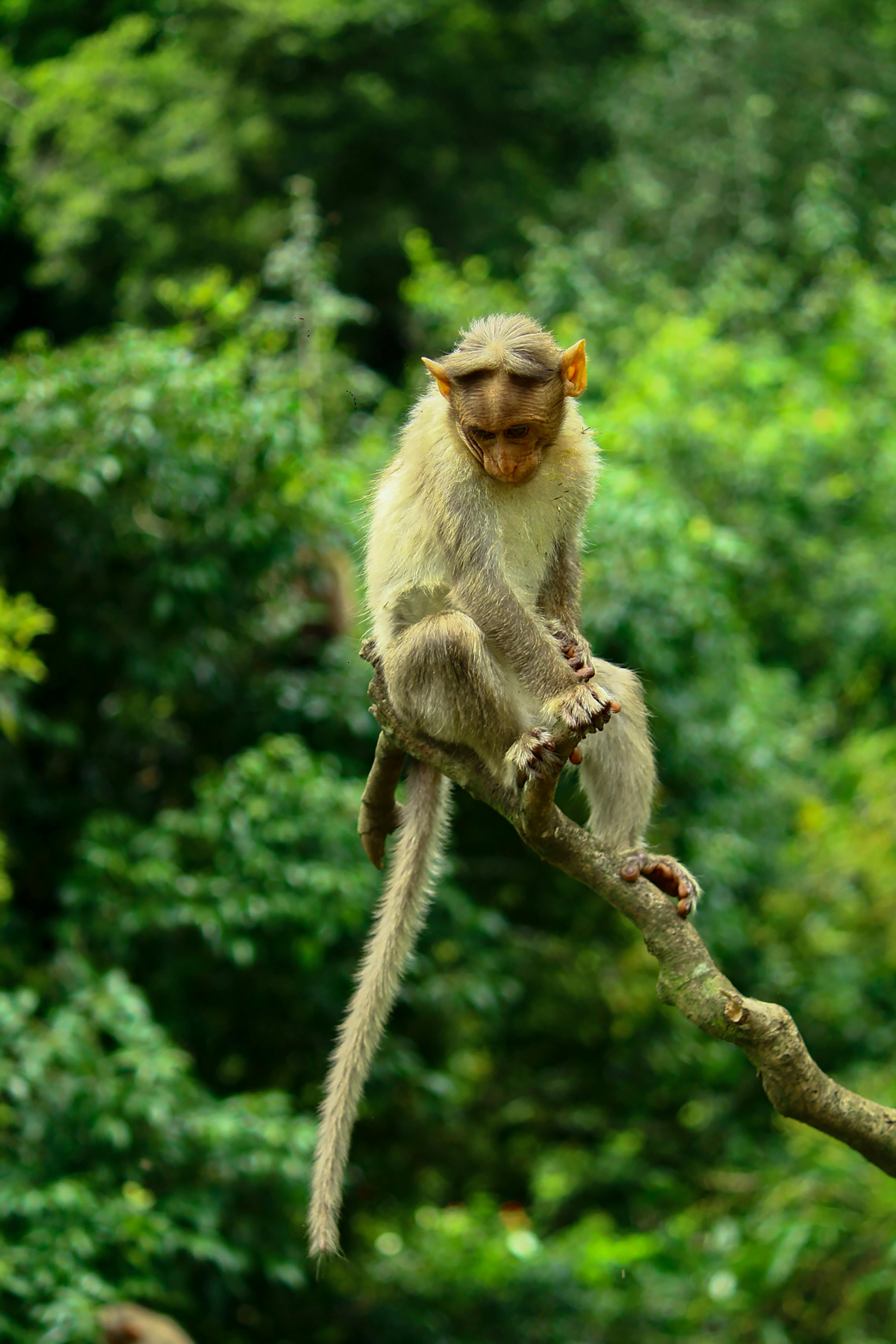 Brown Baby Monkey Sitting on Tree Branch · Free Stock Photo