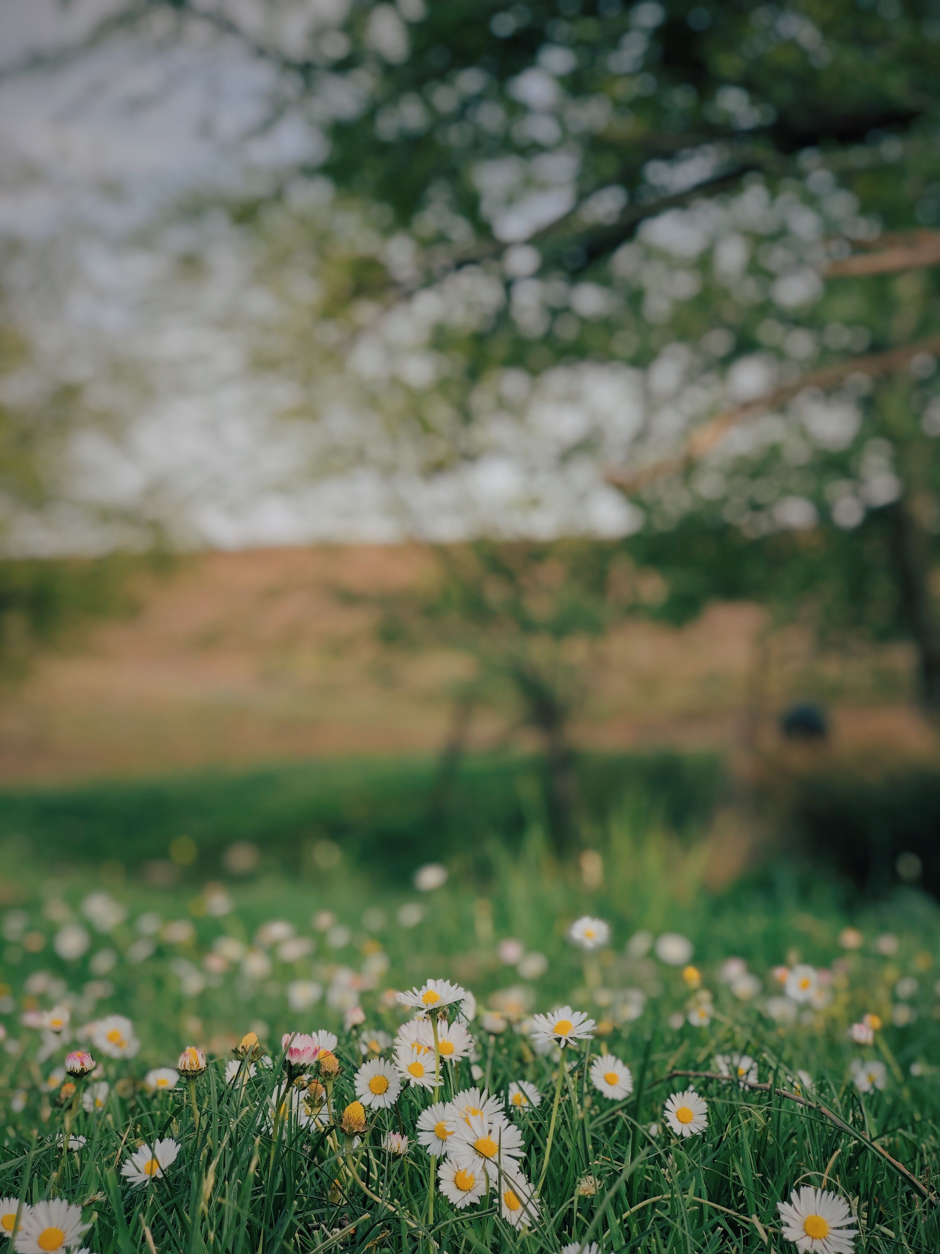 Close-up Photography of a Common Daisy Flower · Free Stock Photo