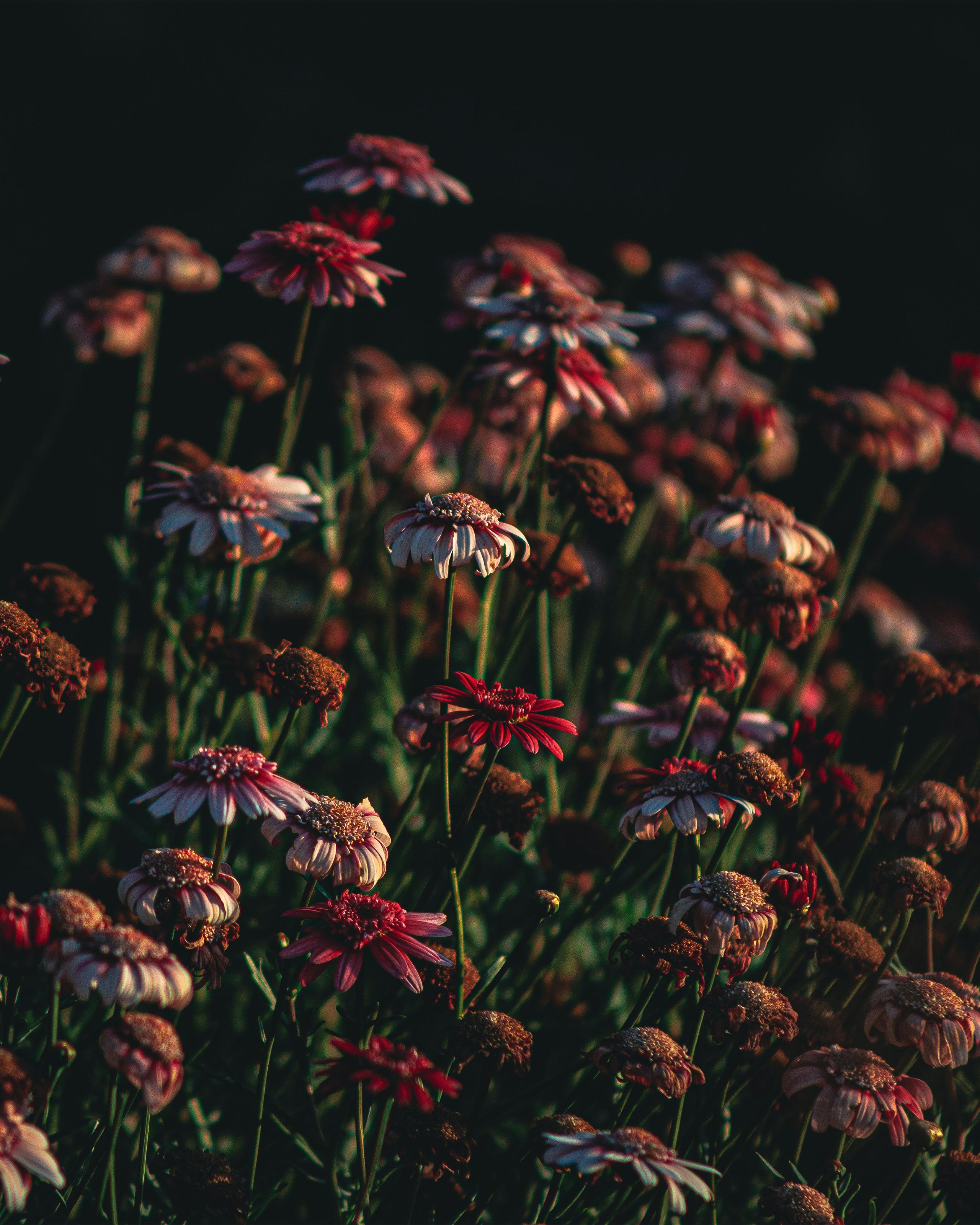Photo of Coneflower Field · Free Stock Photo