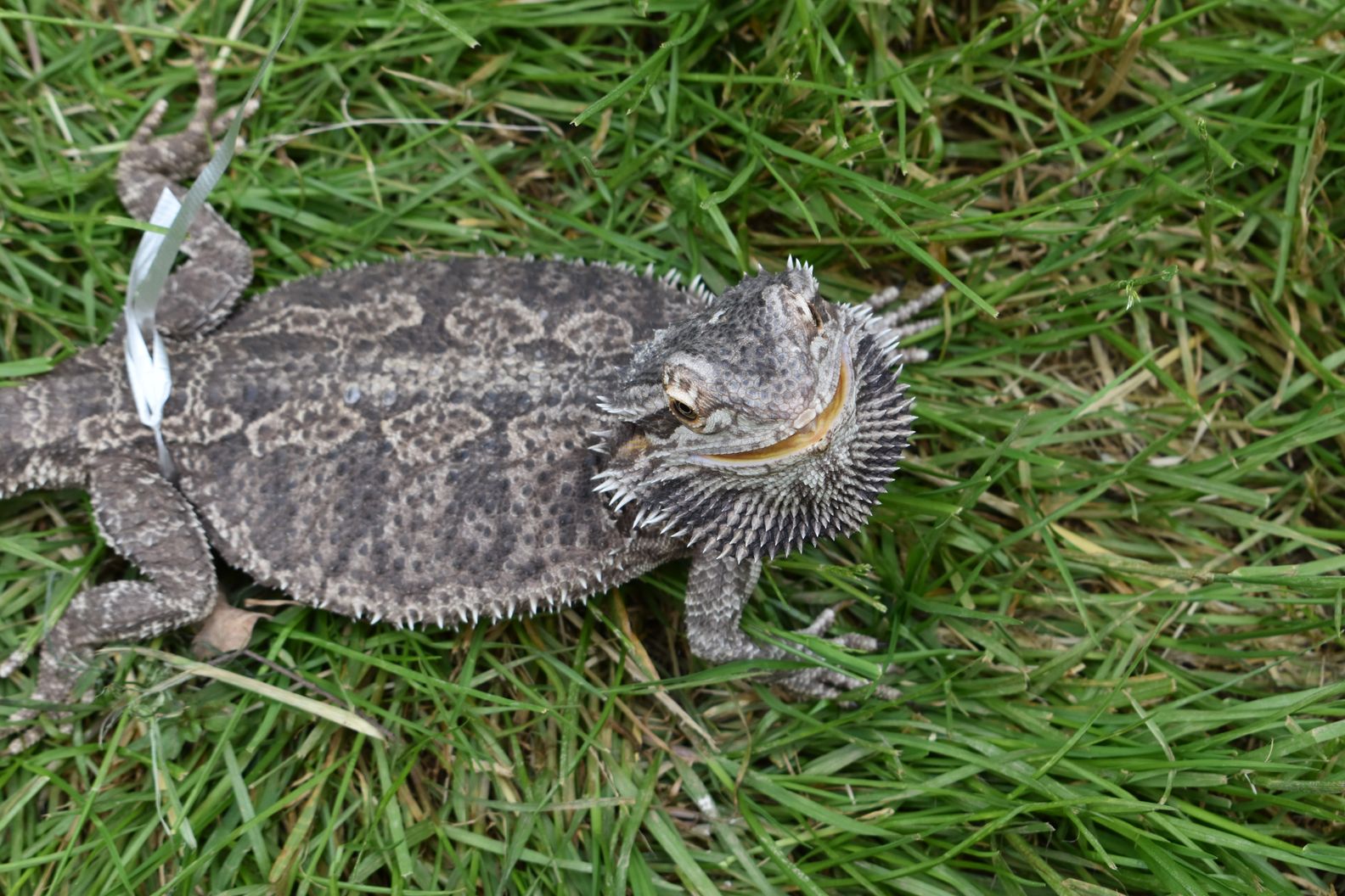 Lizards in Australia: Friendly, Fun, and Full of Facts