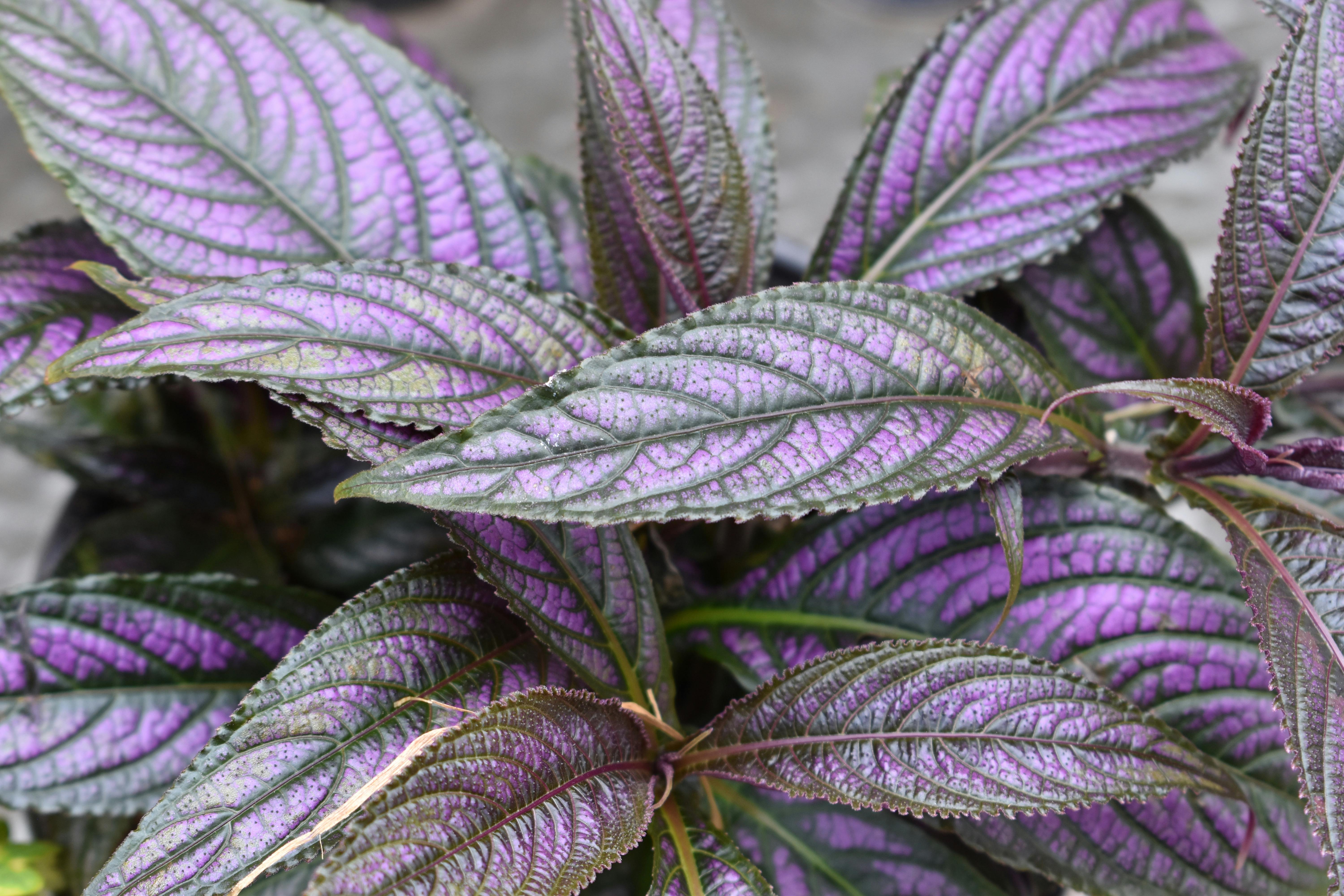 Purple Leaves of a Persian Shield Plant · Free Stock Photo