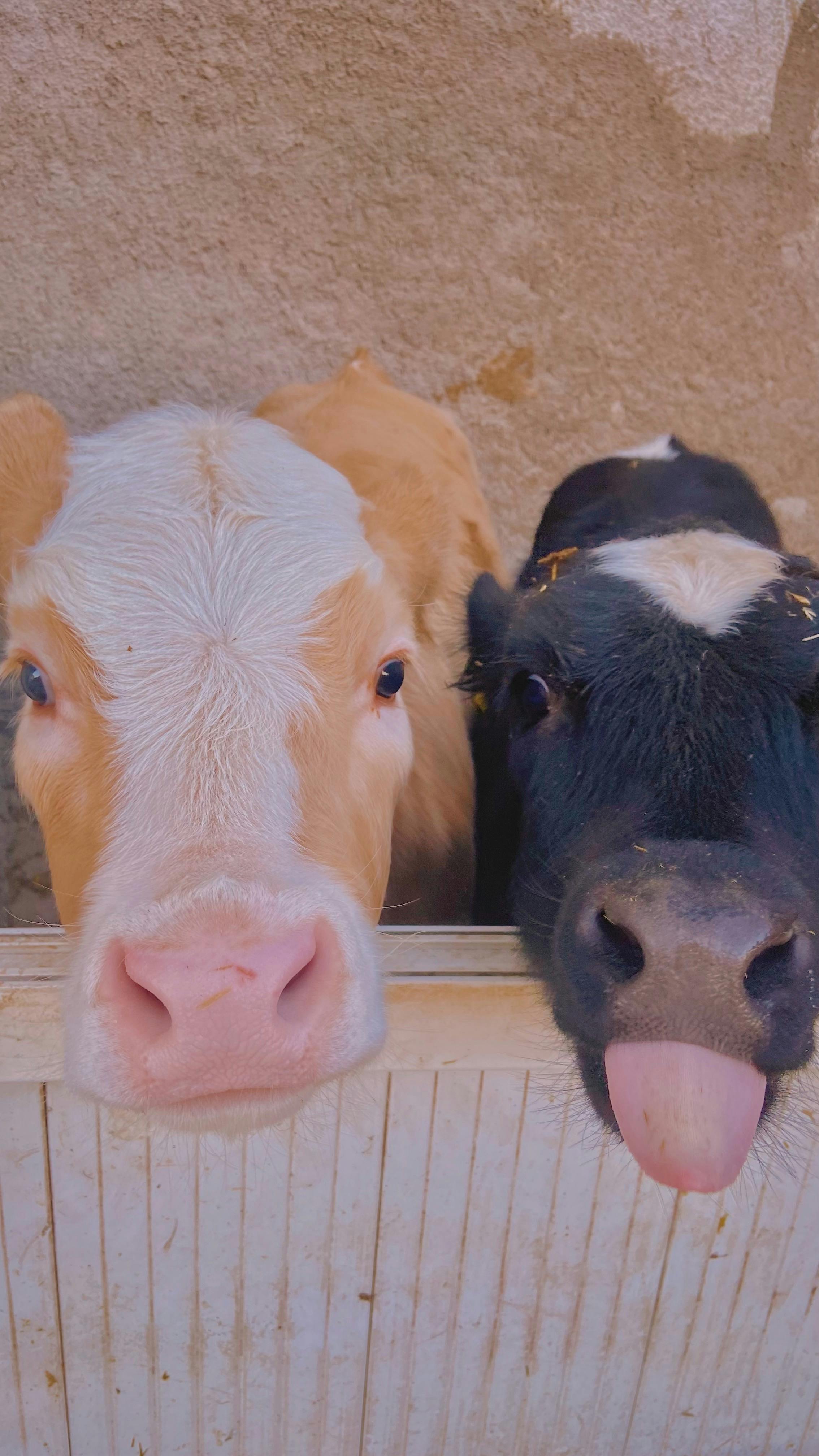 Close-up View of Cow Head · Free Stock Photo