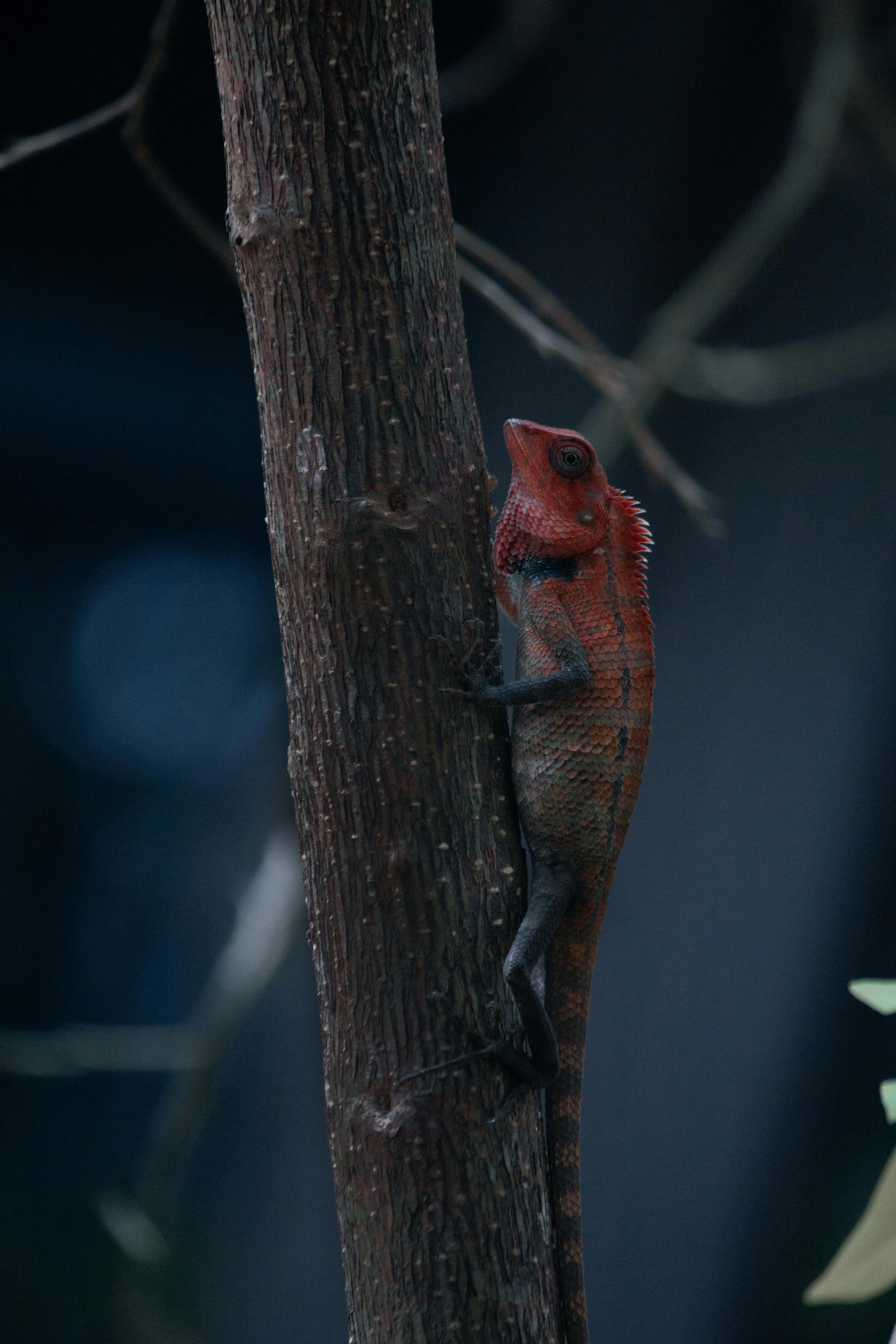 Animal Pics Photos, Download The BEST Free Animal Pics Stock Photos ...