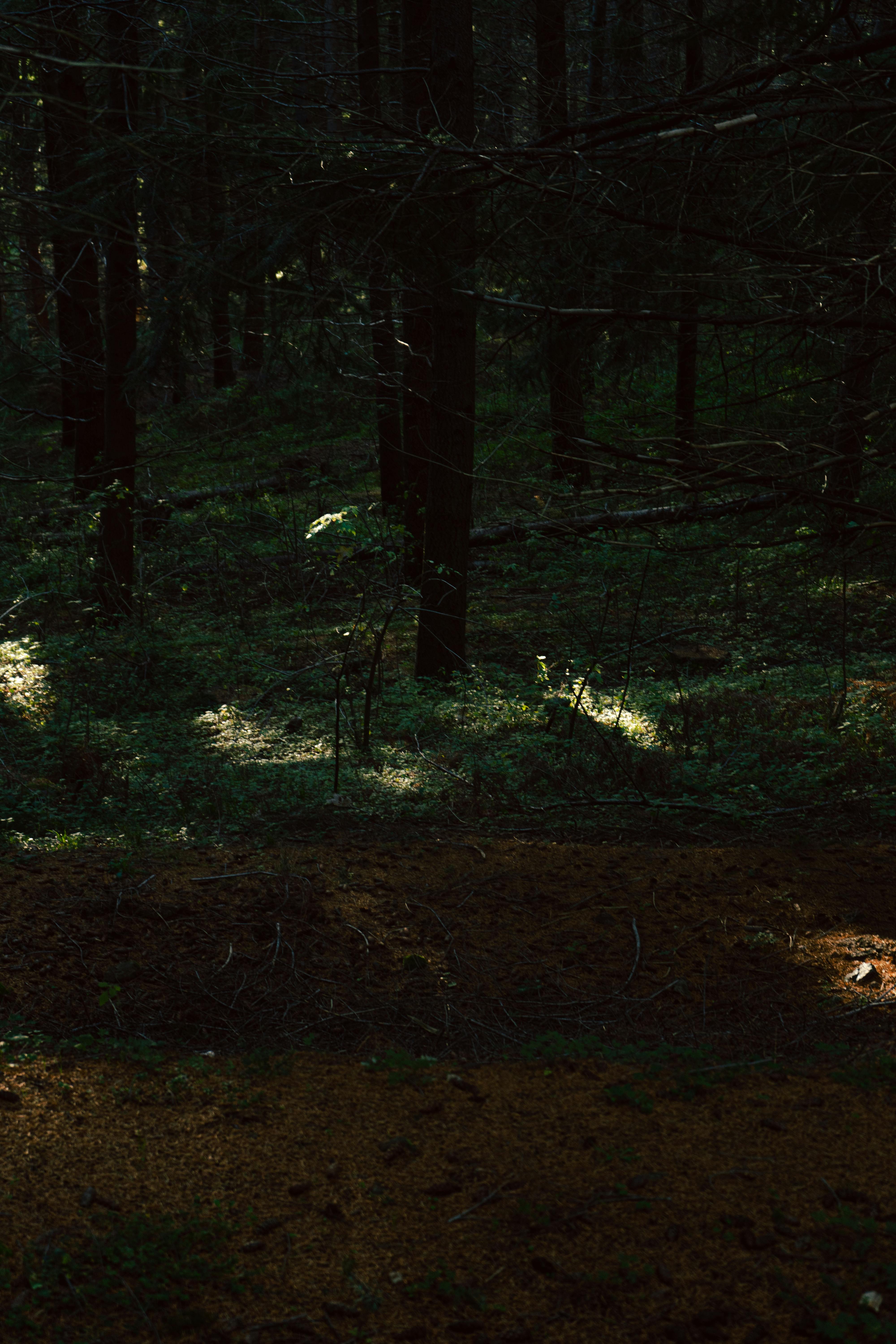 Green Trees on Dirt Ground and Green Grass · Free Stock Photo