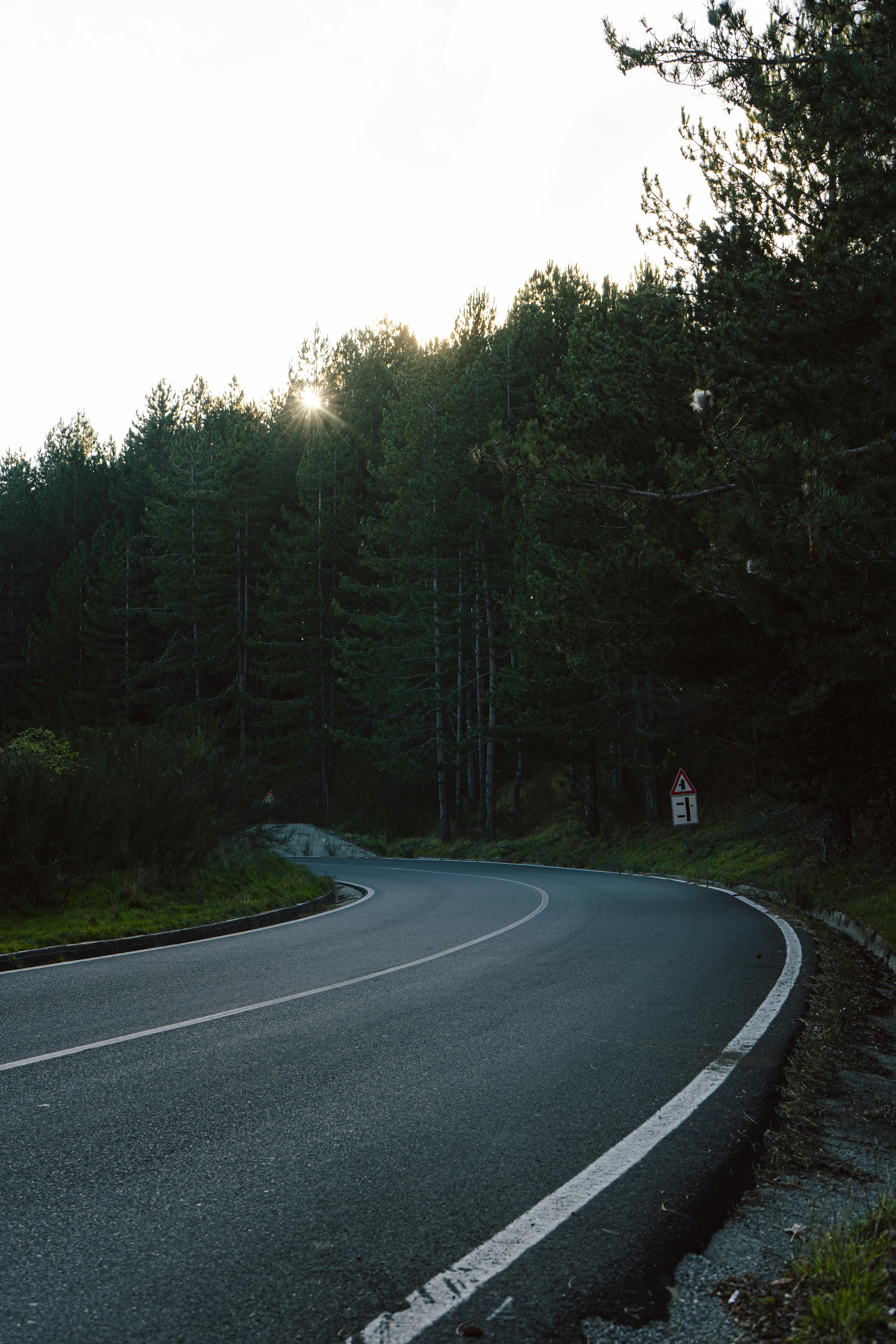 Photo gratuite de à feuilles persistantes, air frais, arbres verts ...