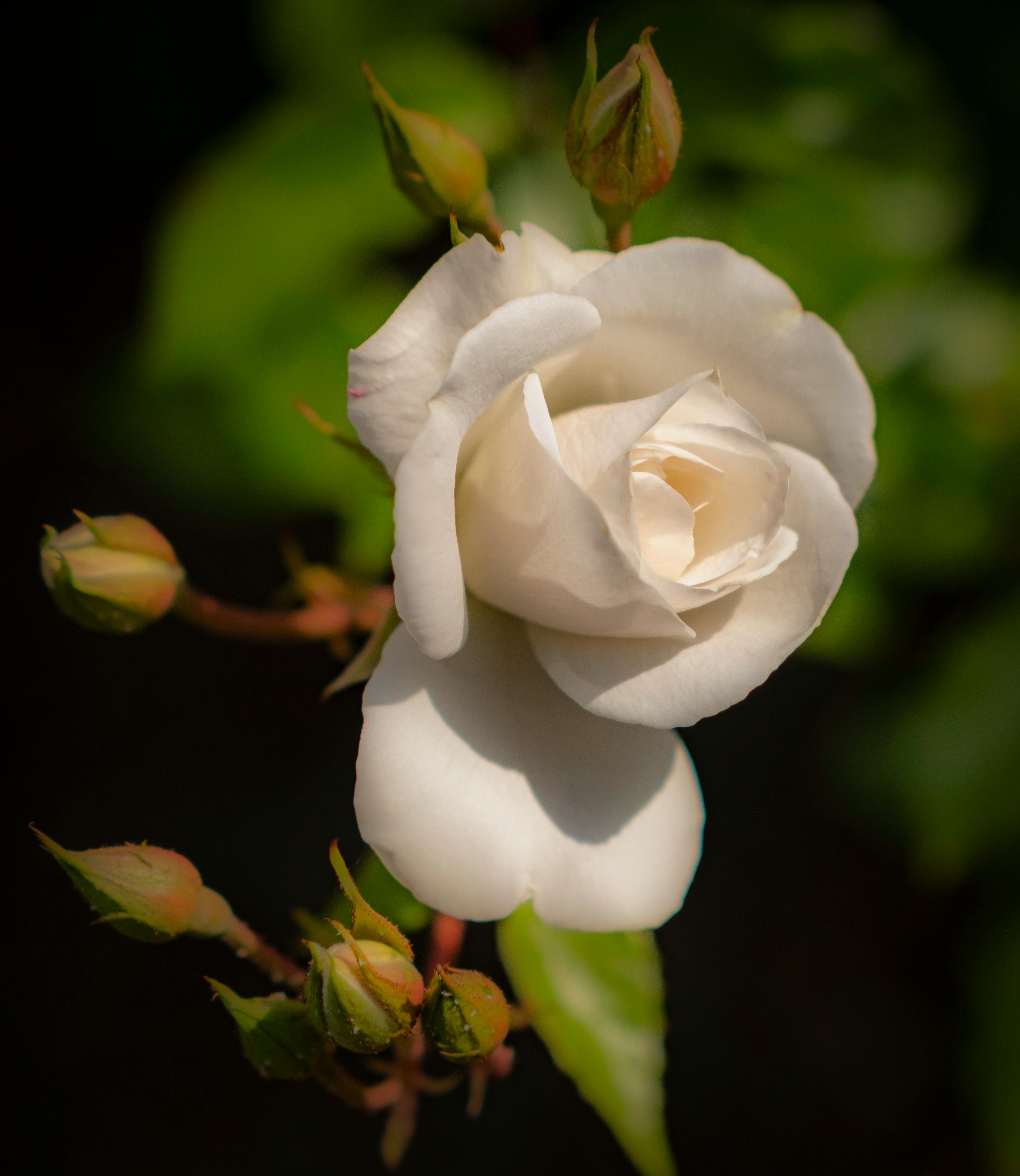 White Rose · Free Stock Photo