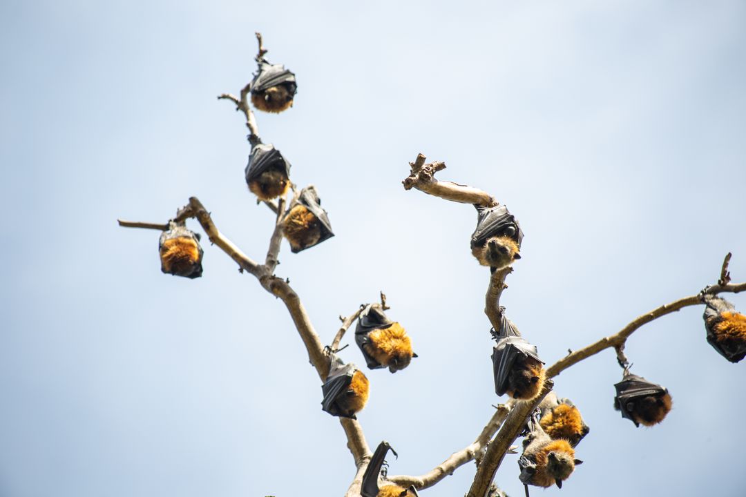 Bats in the Philippines: Fun Facts and Amazing Information