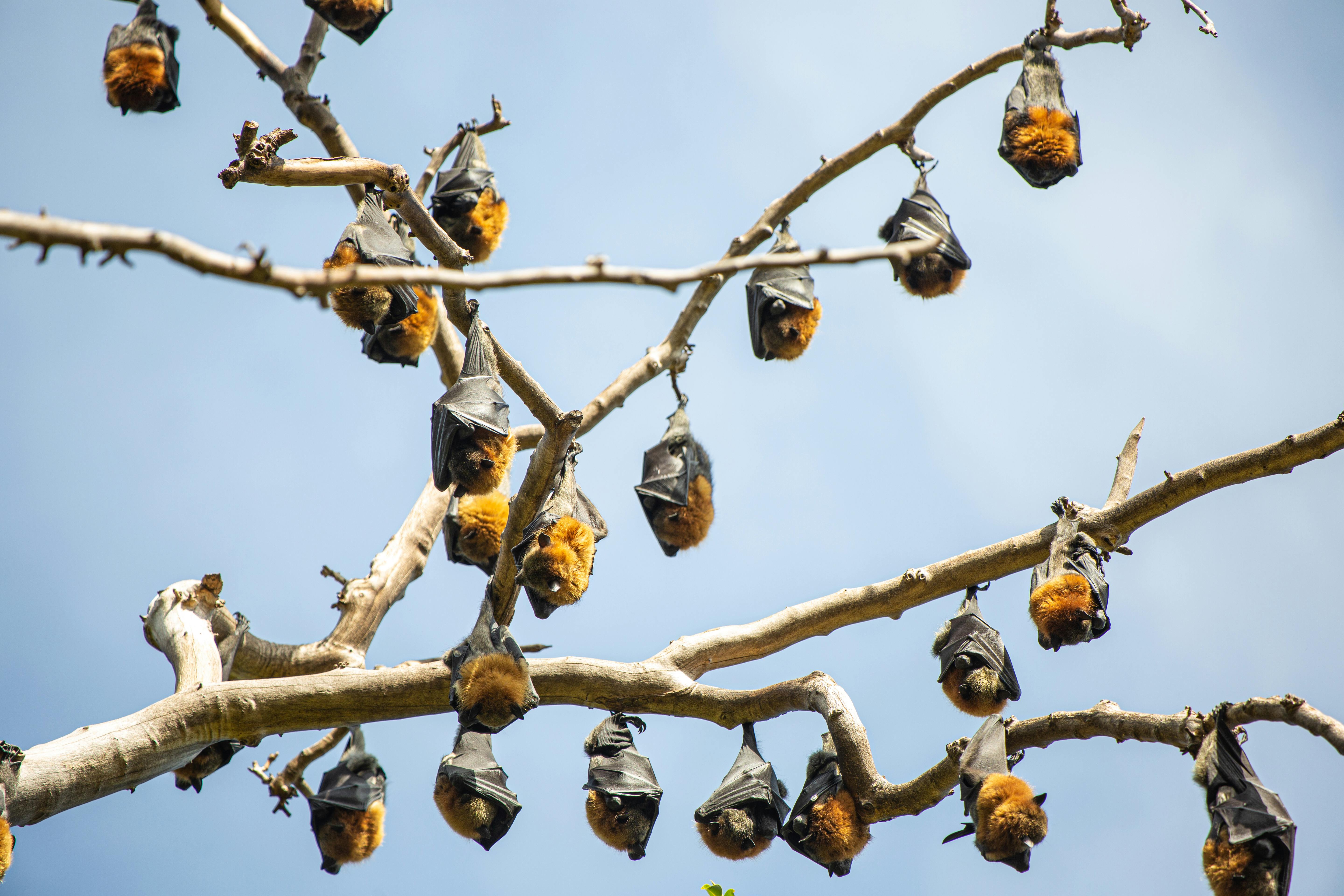 Swarm of Bats Hanging on Tree Branches · Free Stock Photo