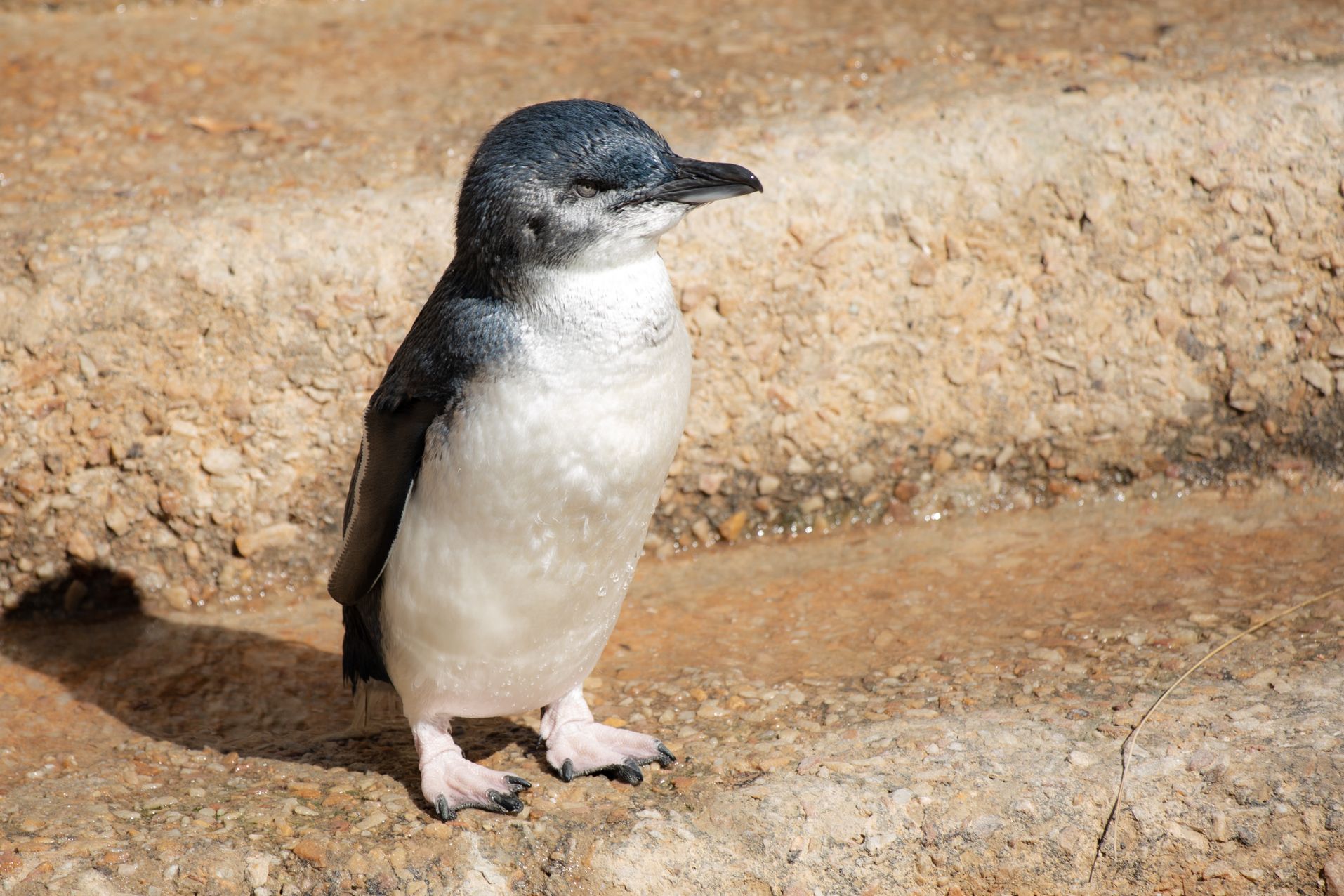Little Blue Penguin Australia: Facts, Life, and Protection