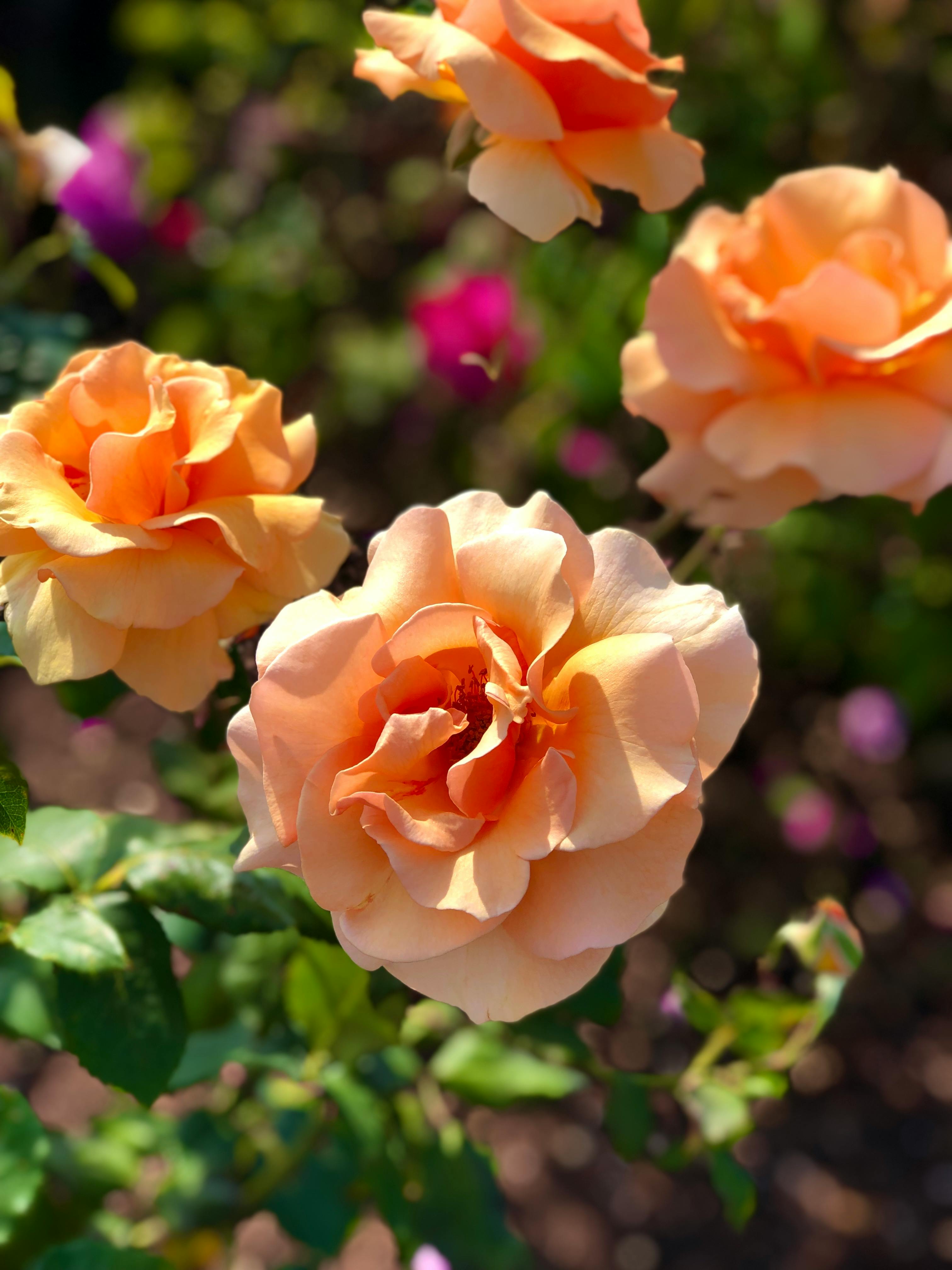 Orange Flowers in Close Up Photography · Free Stock Photo