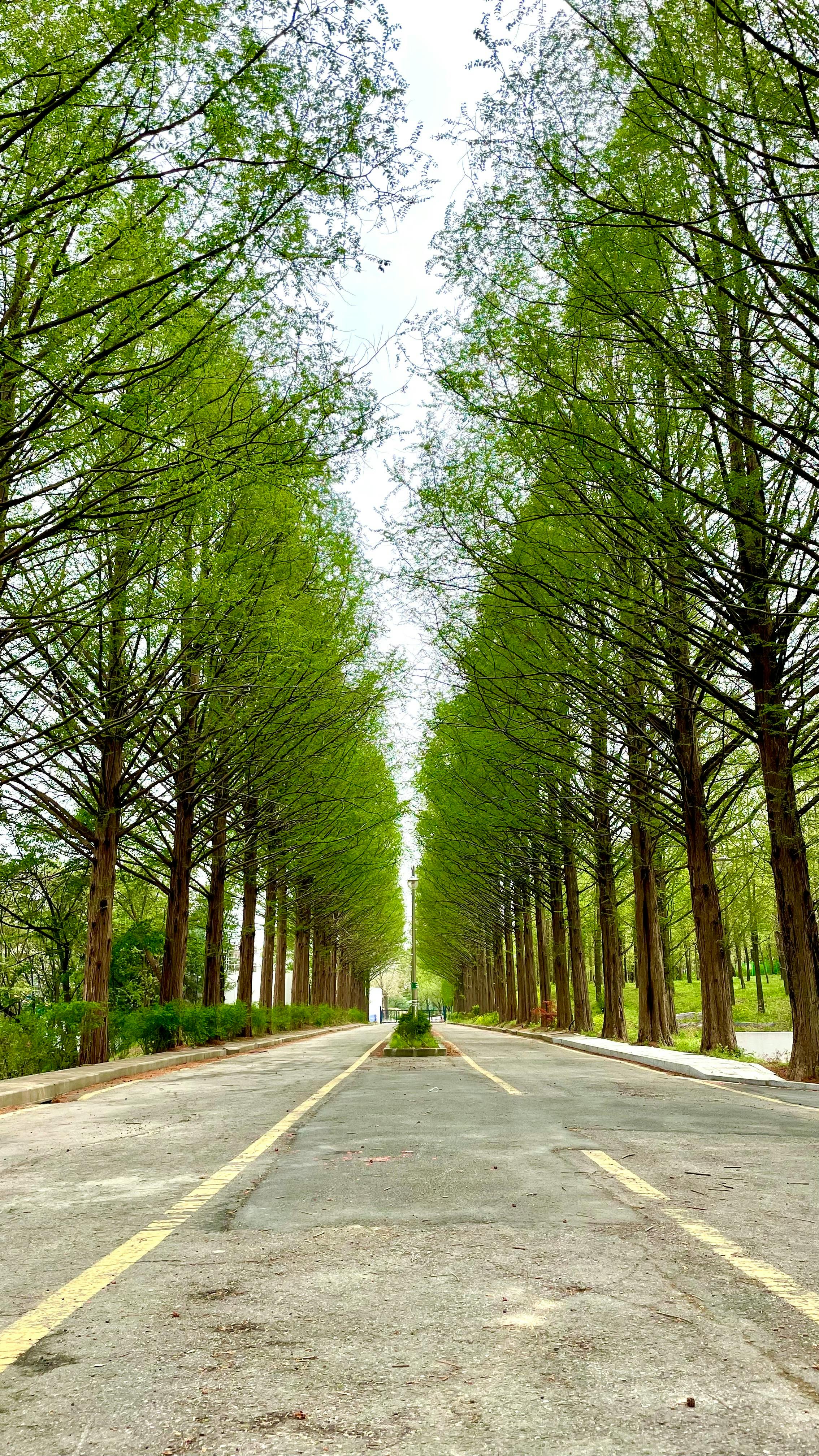 A Concrete Road between Trees · Free Stock Photo