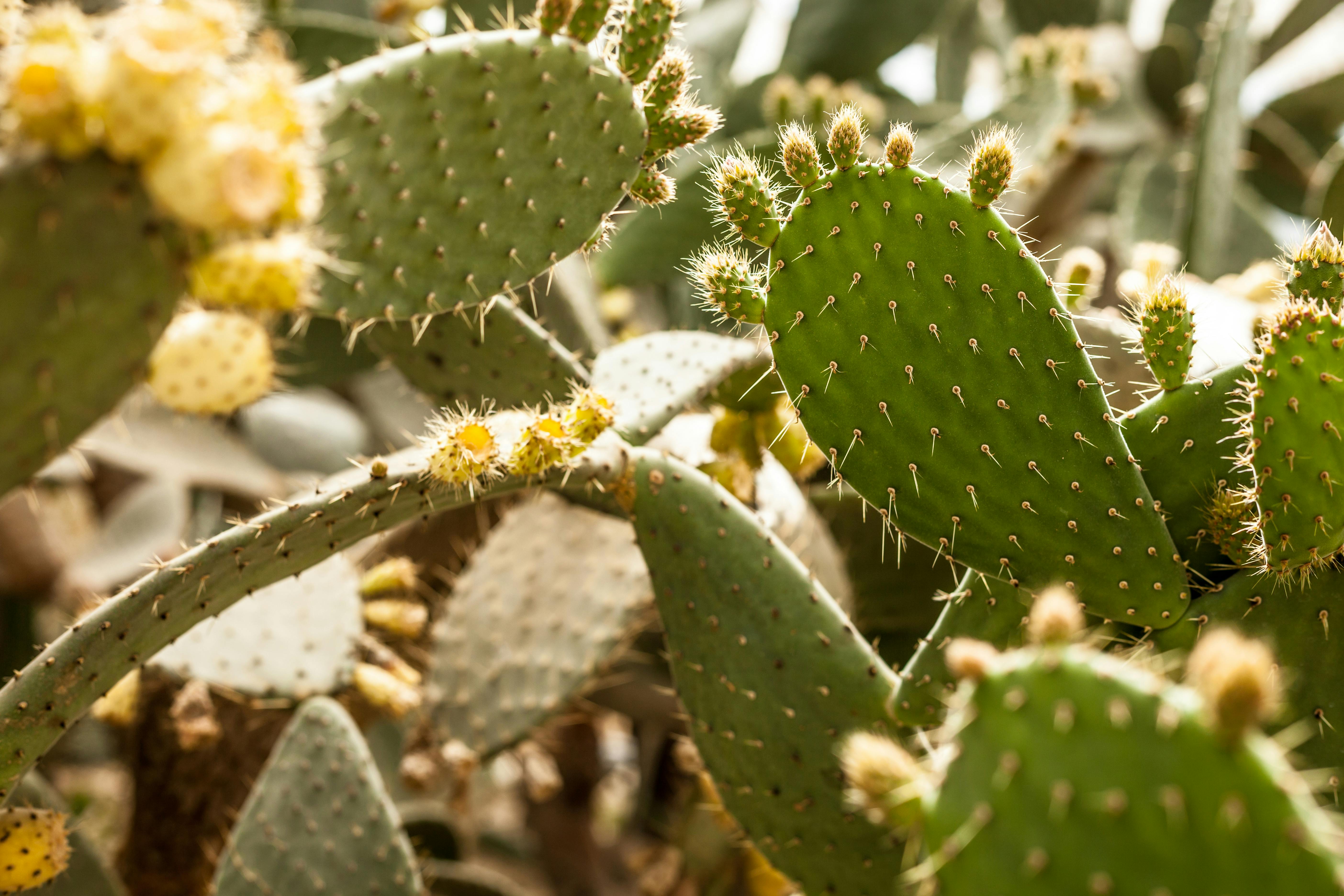 Free stock photo of cacti, cactus, plant