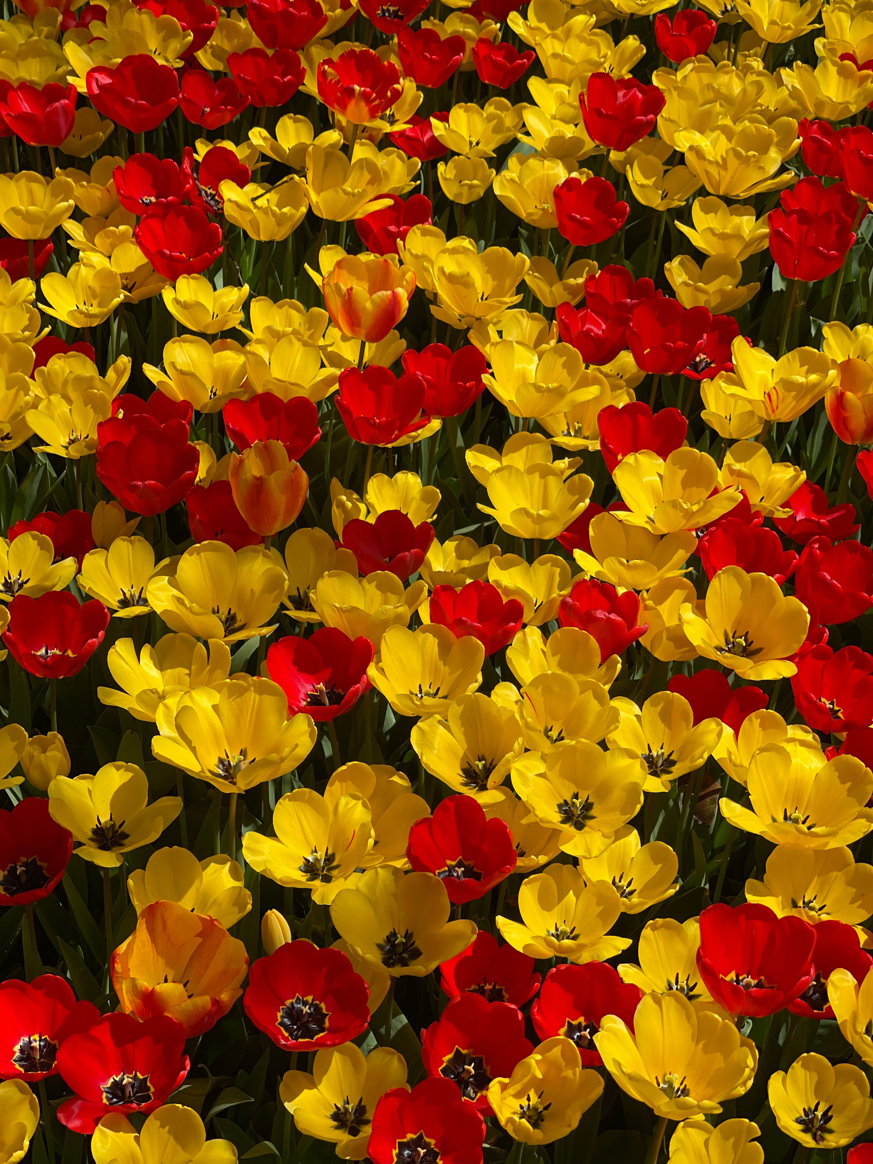 Yellow and Red Flowers · Free Stock Photo
