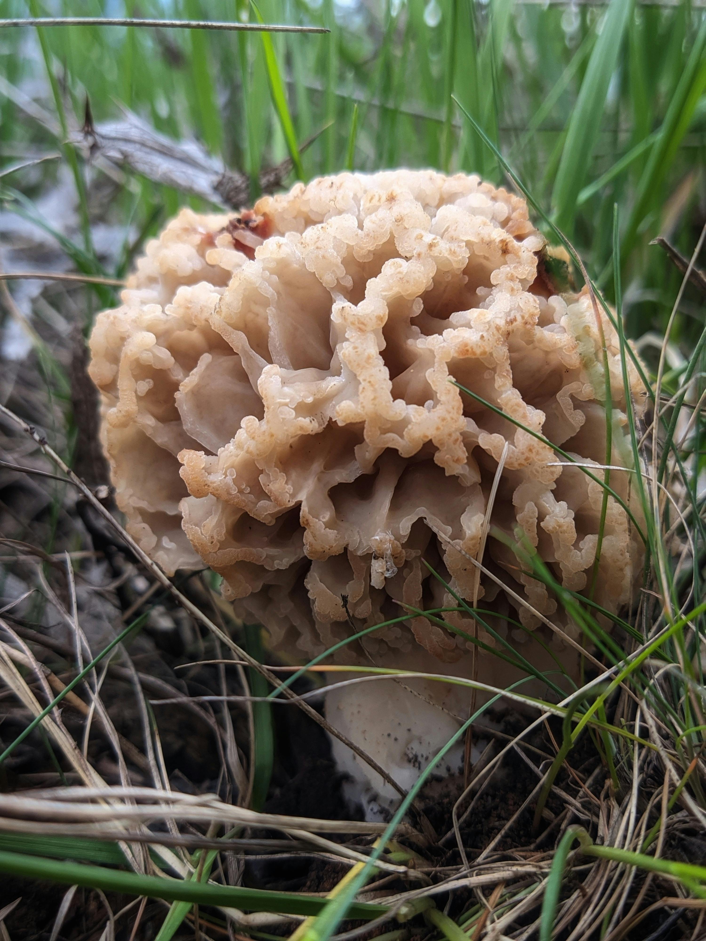Фото и видео из коллекции «mushrooms» автора Ally Ross : 30