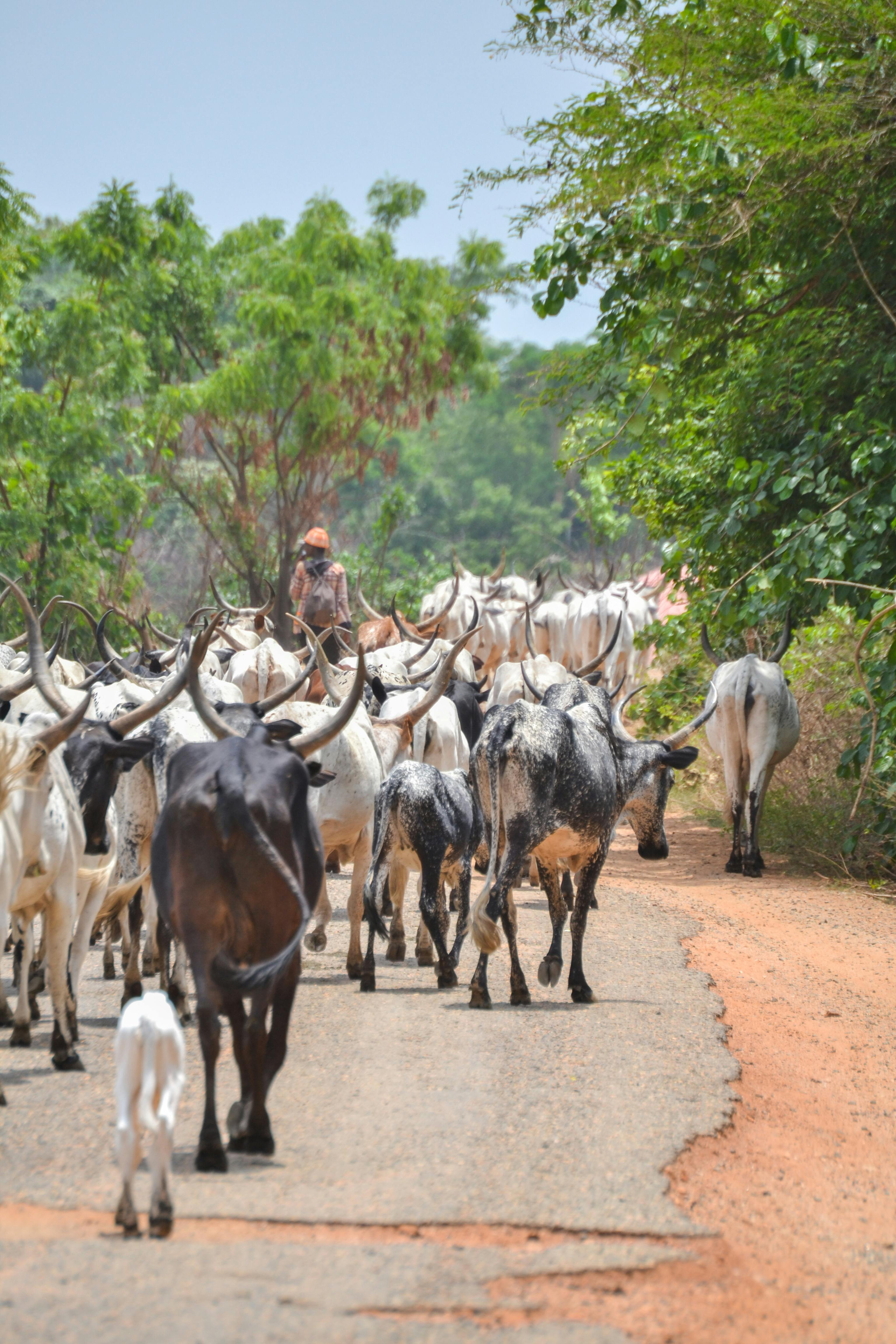 Oxen Bulls Fighting · Free Stock Photo
