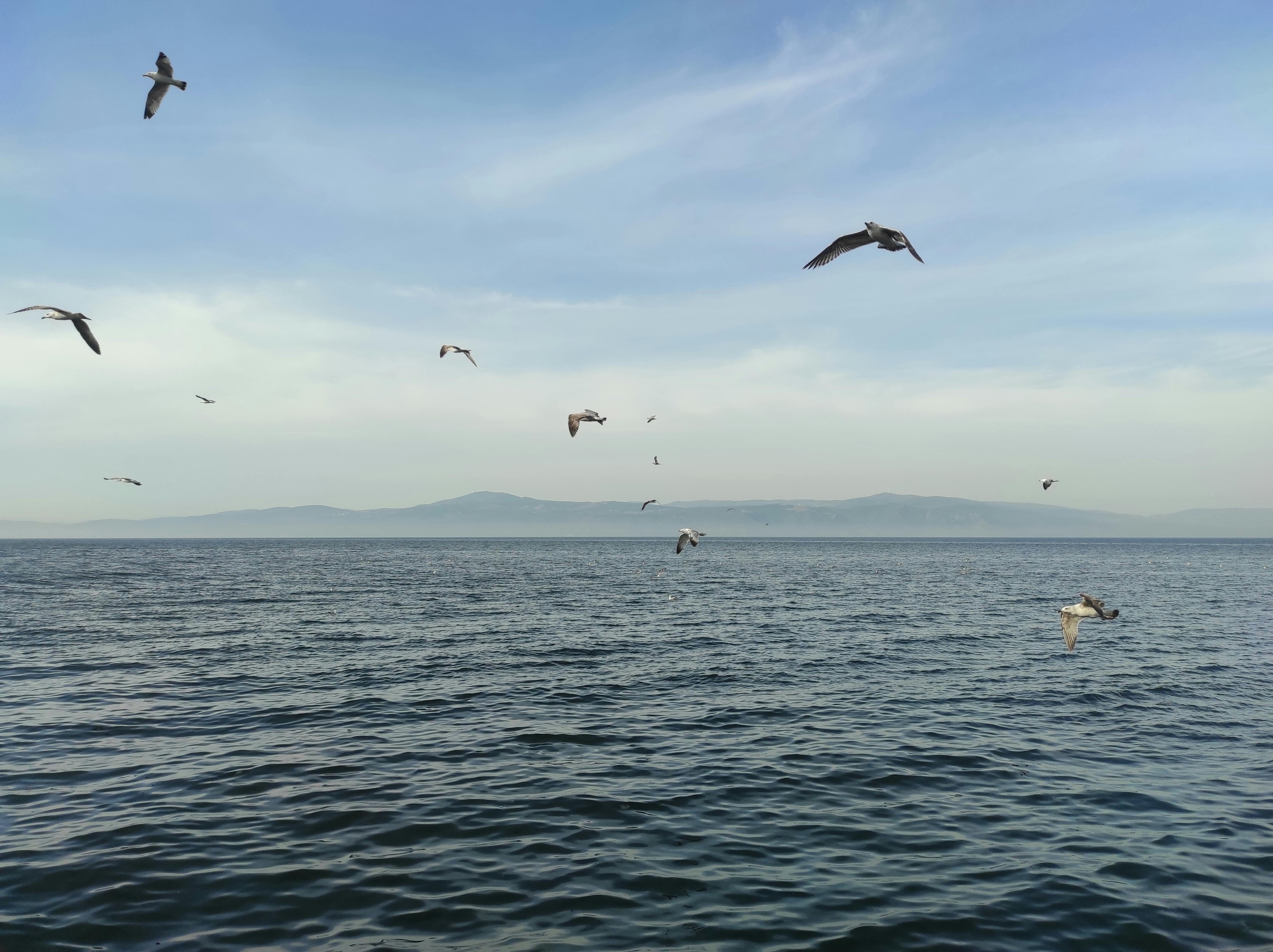 Birds Flying over the Sea · Free Stock Photo
