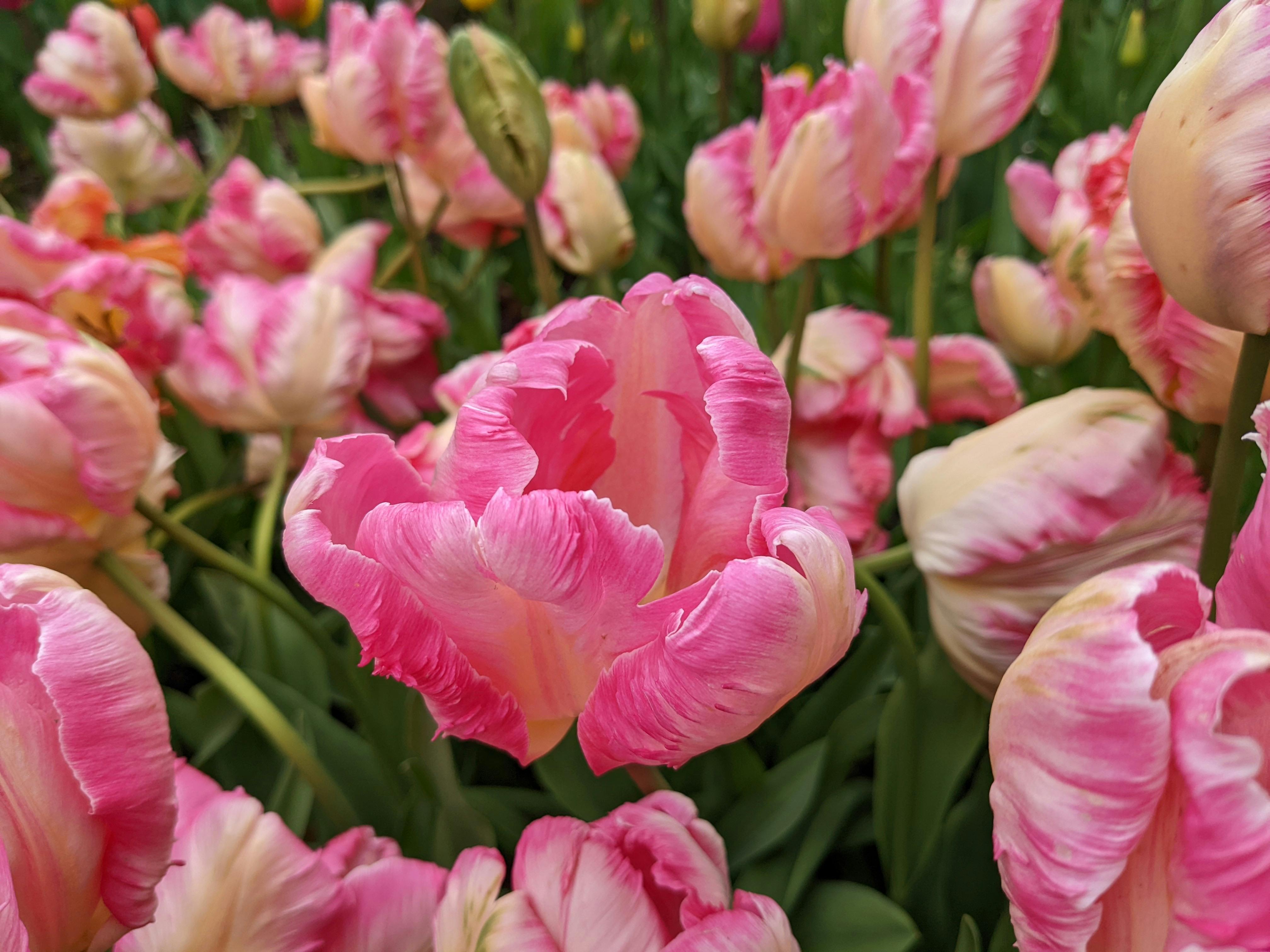 A Pink Flowers in Full Bloom · Free Stock Photo