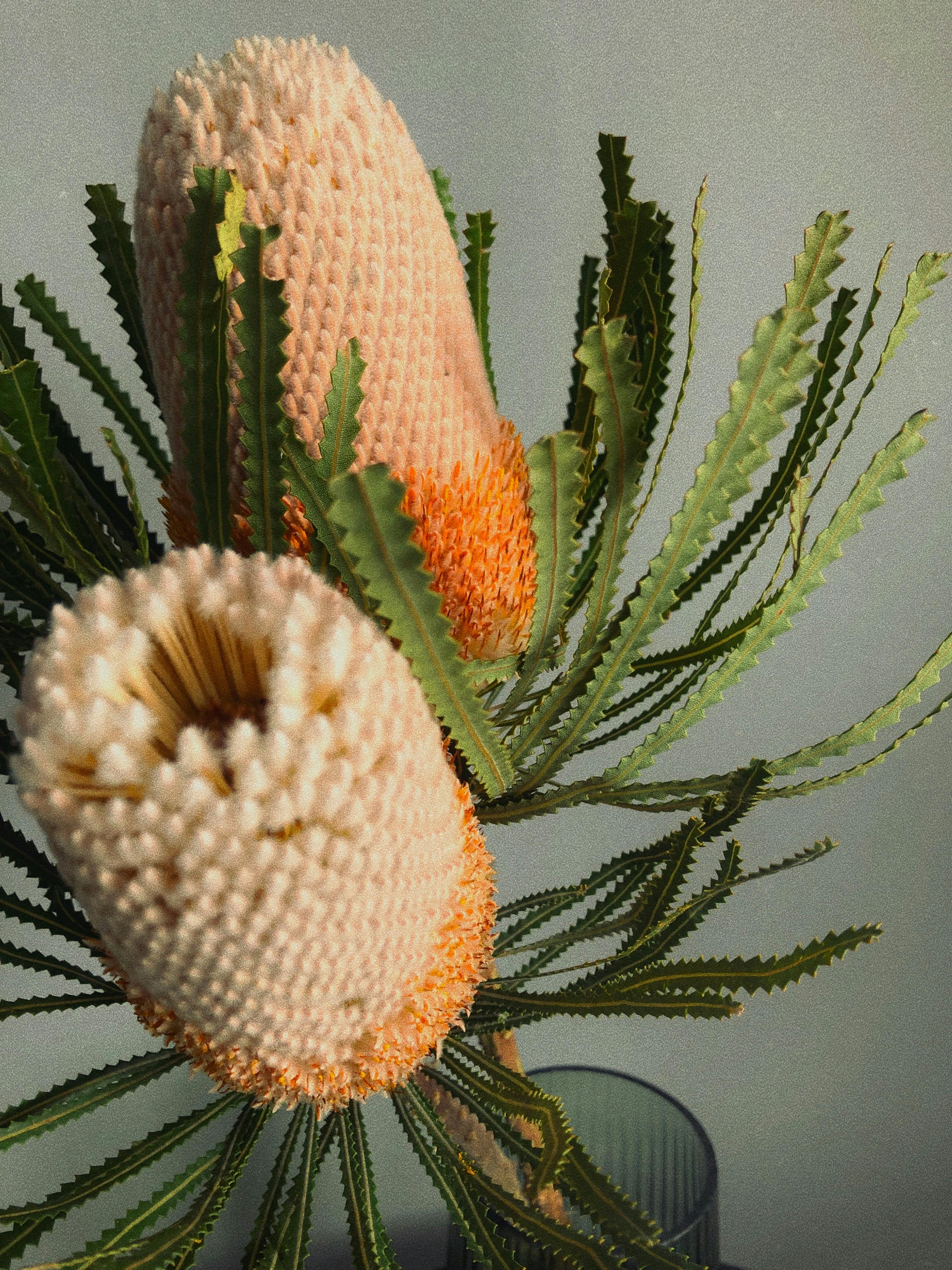 Banksia Plant Photos, Download The BEST Free Banksia Plant Stock Photos ...