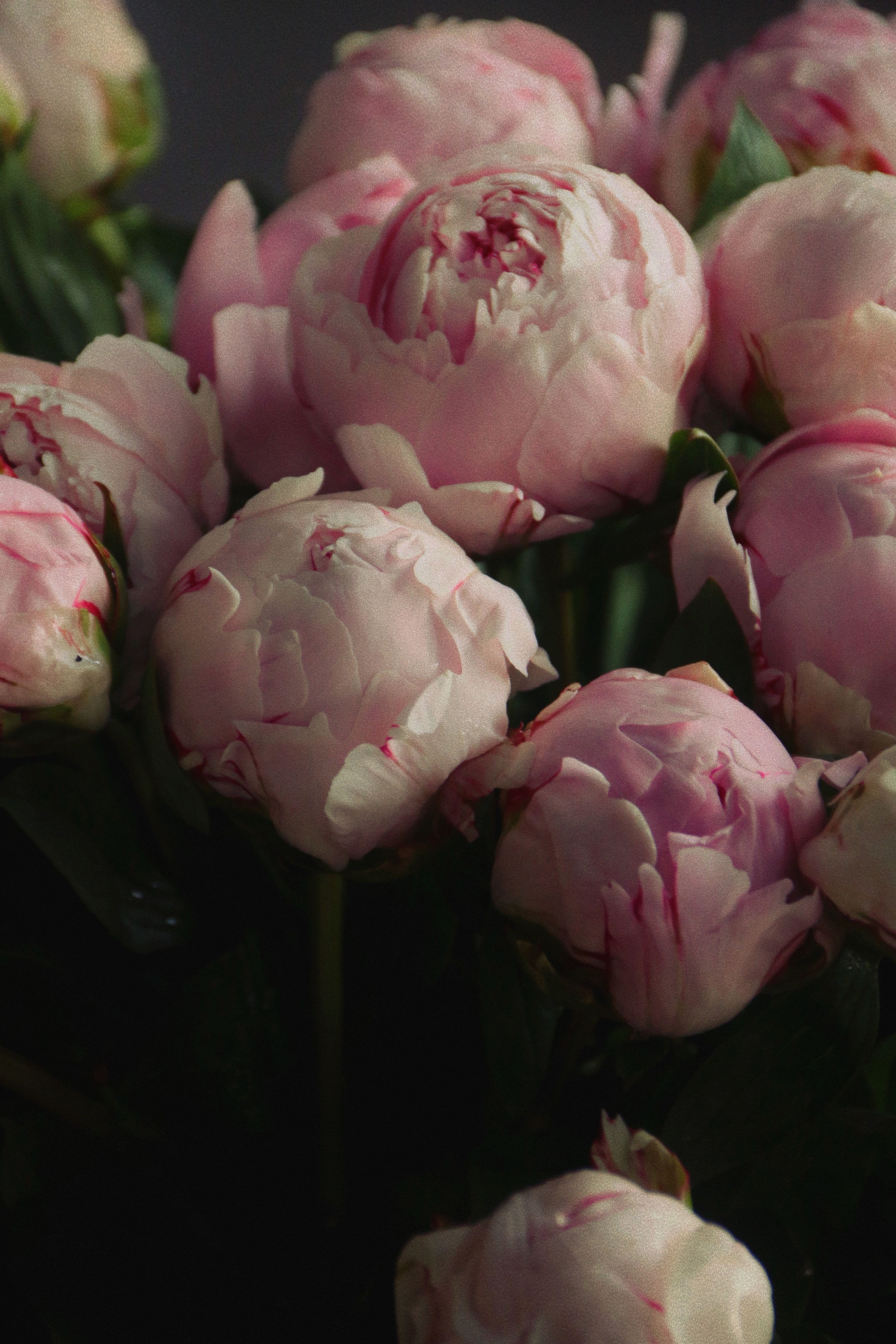Close-Up Shot of Peonies · Free Stock Photo