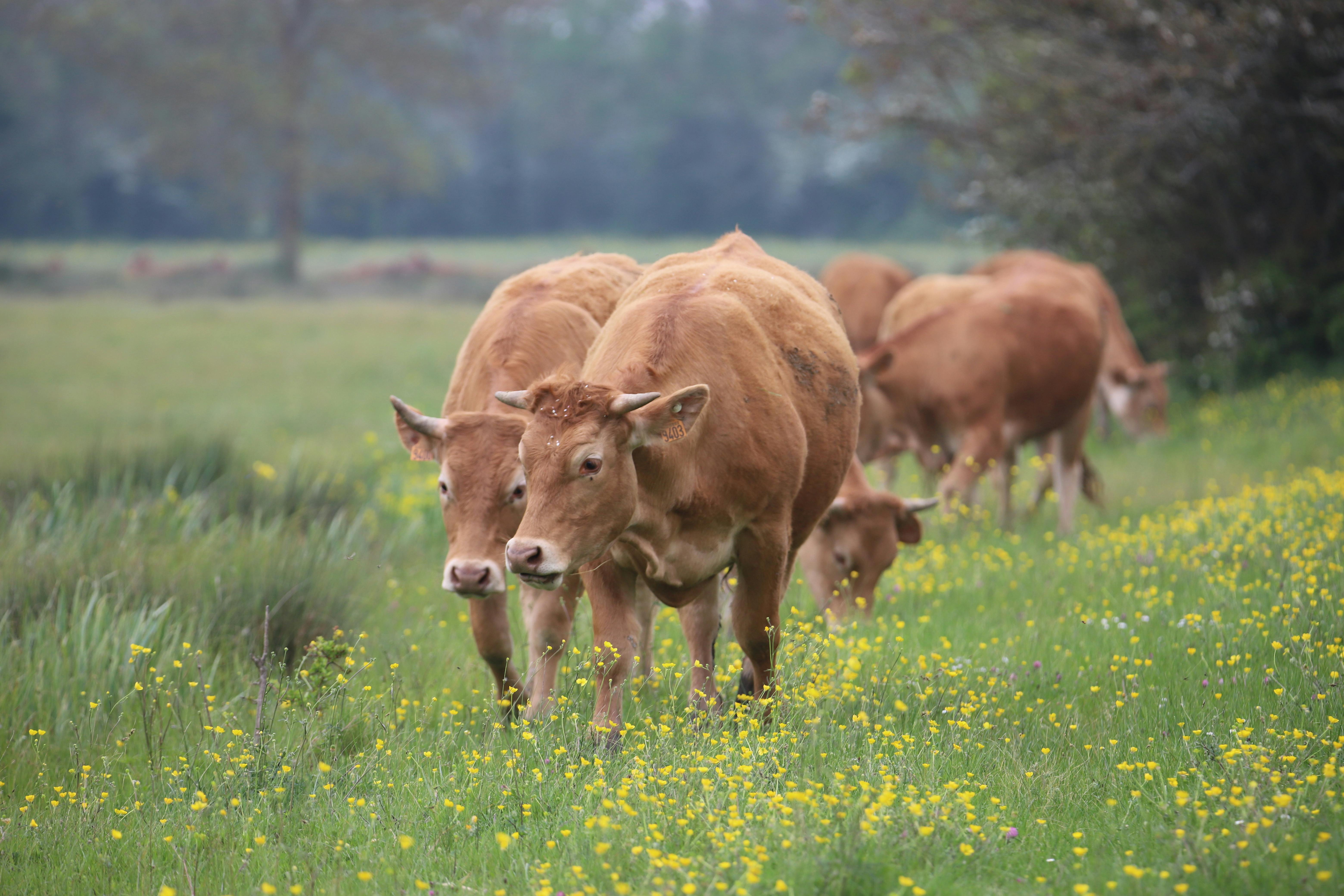 Brown Cows on a Grassy Field · Free Stock Photo