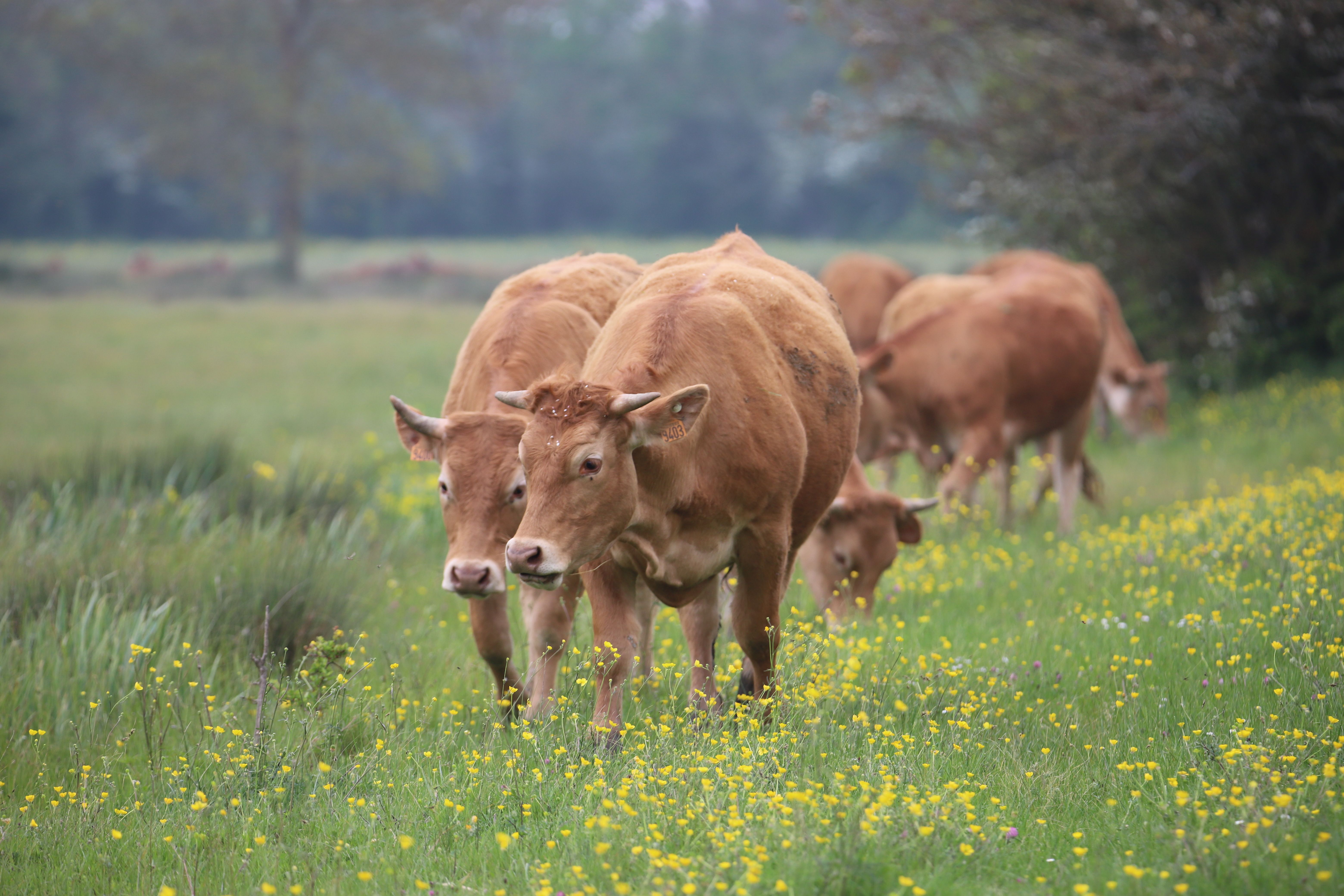 Herd of Sheep on a Grassy Field · Free Stock Photo