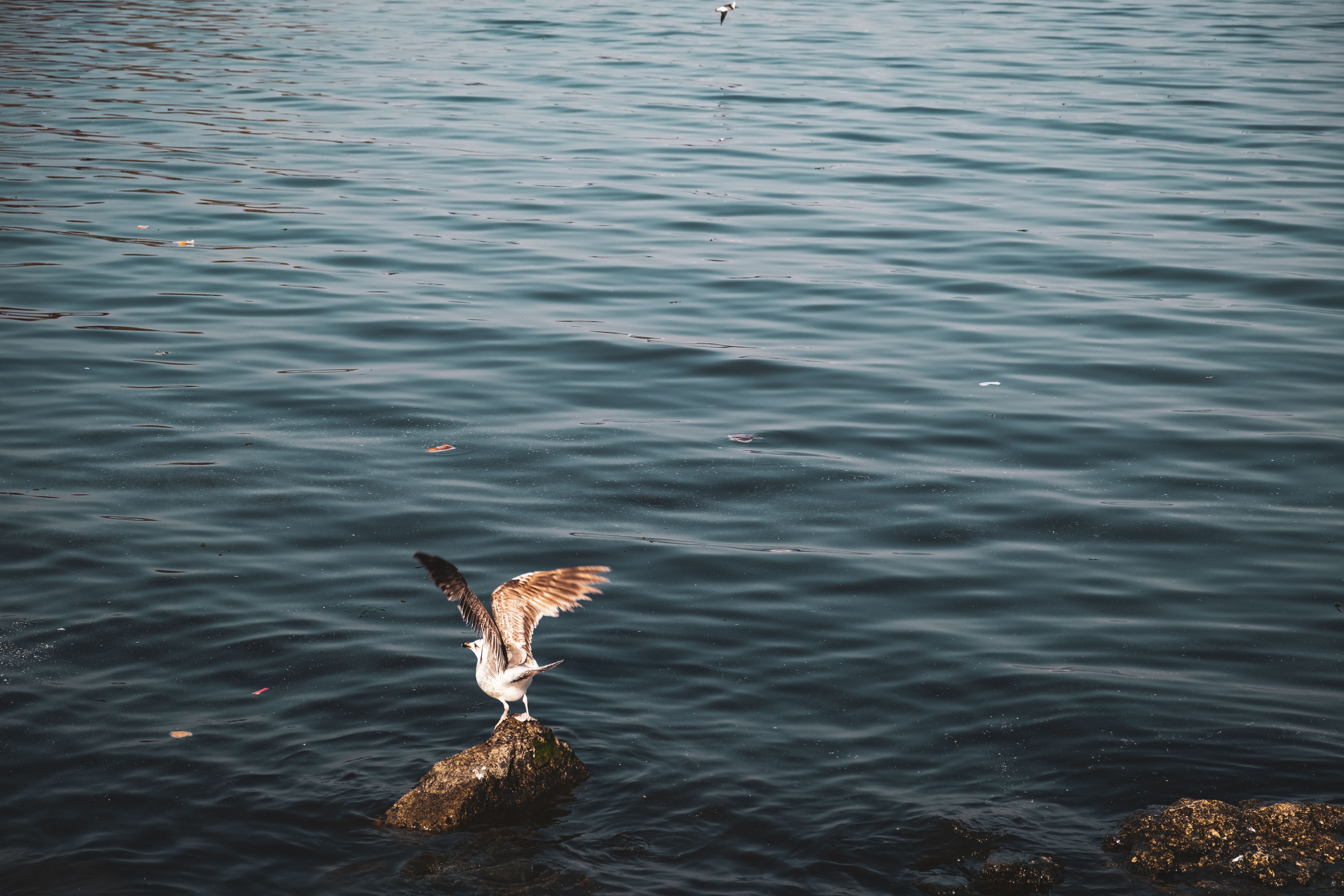 Seagull Taking Off from Stone · Free Stock Photo