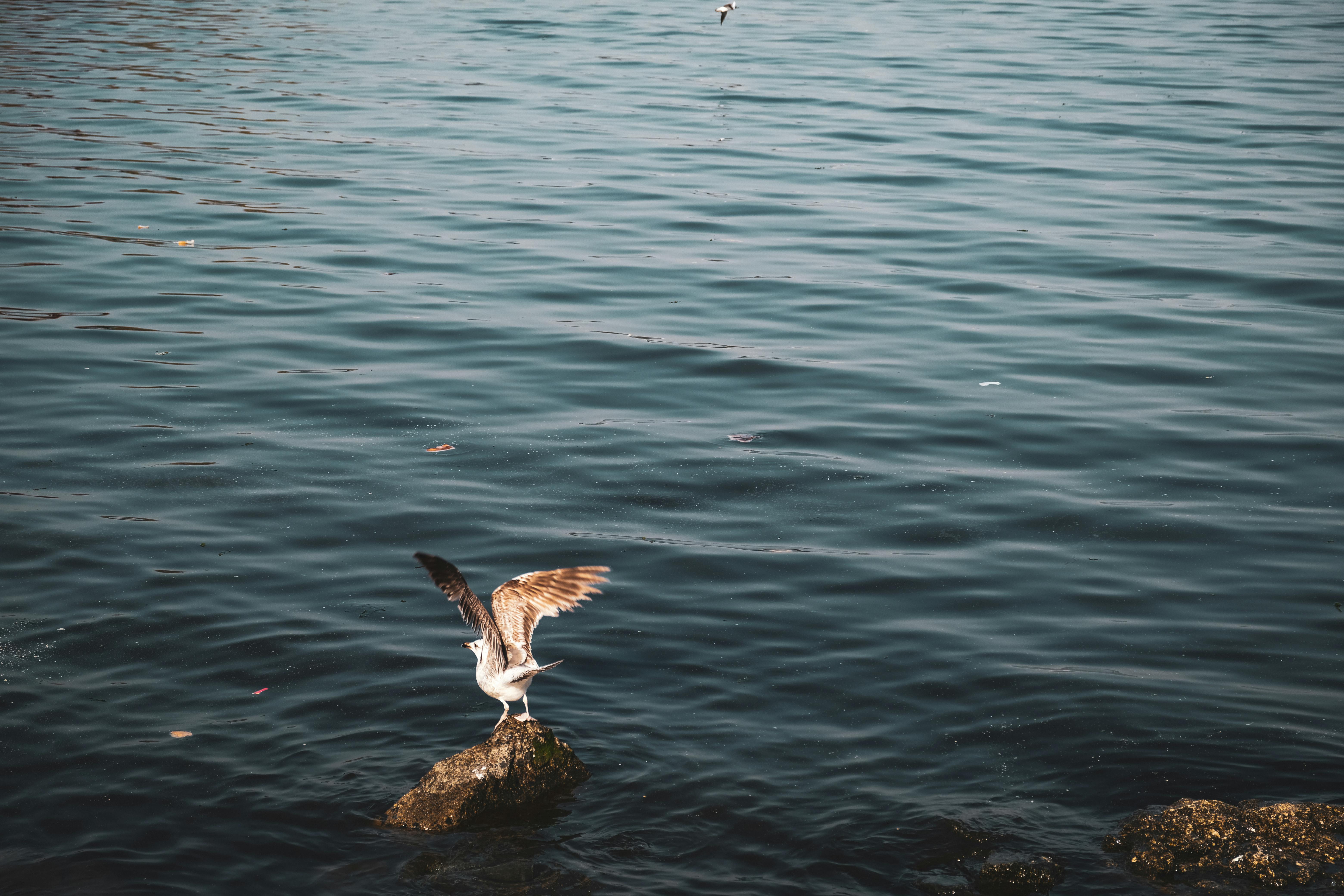 Sabah Photos, Download The BEST Free Sabah Stock Photos & HD Images