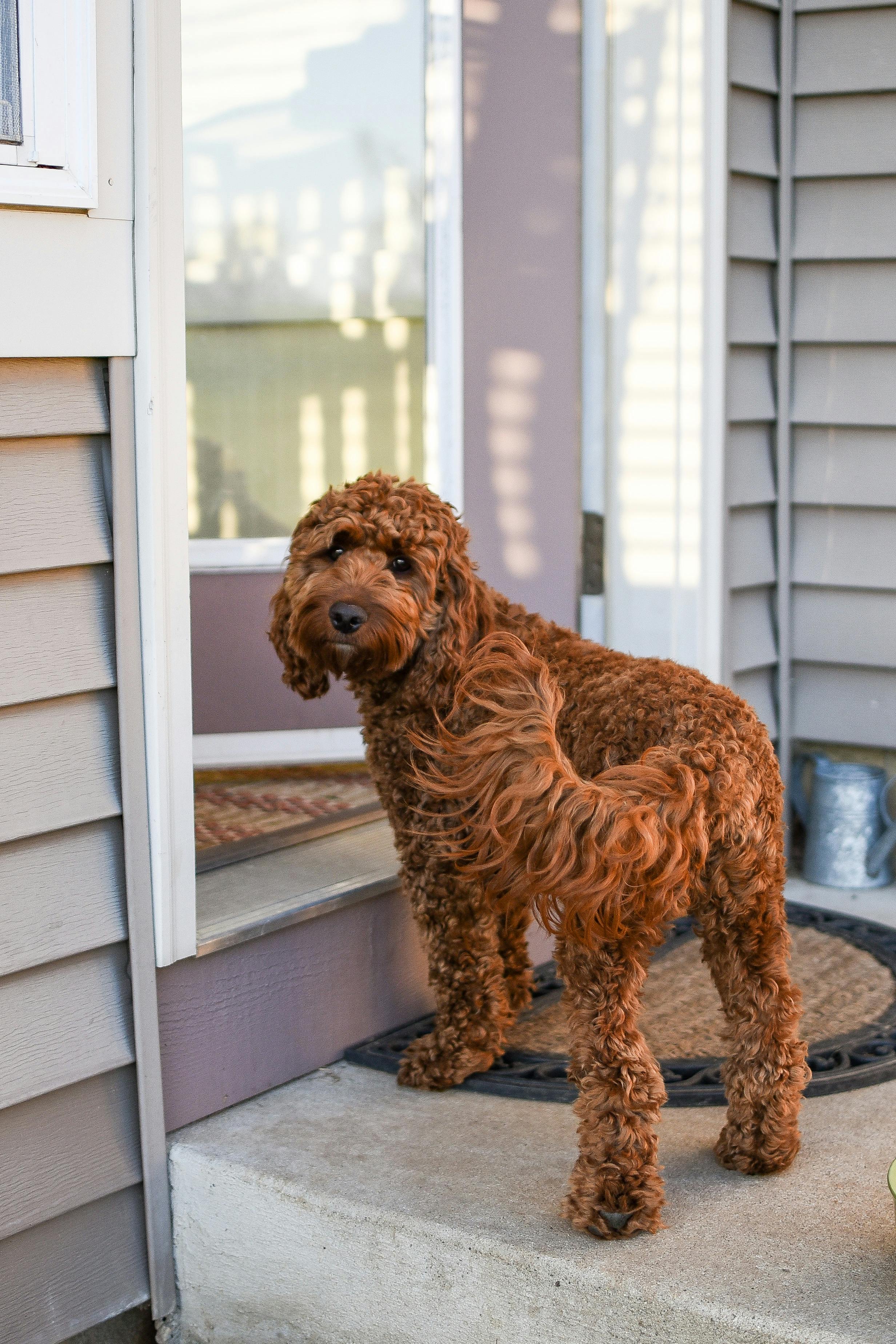 Photo of a Brown Labradoodle Dog · Free Stock Photo