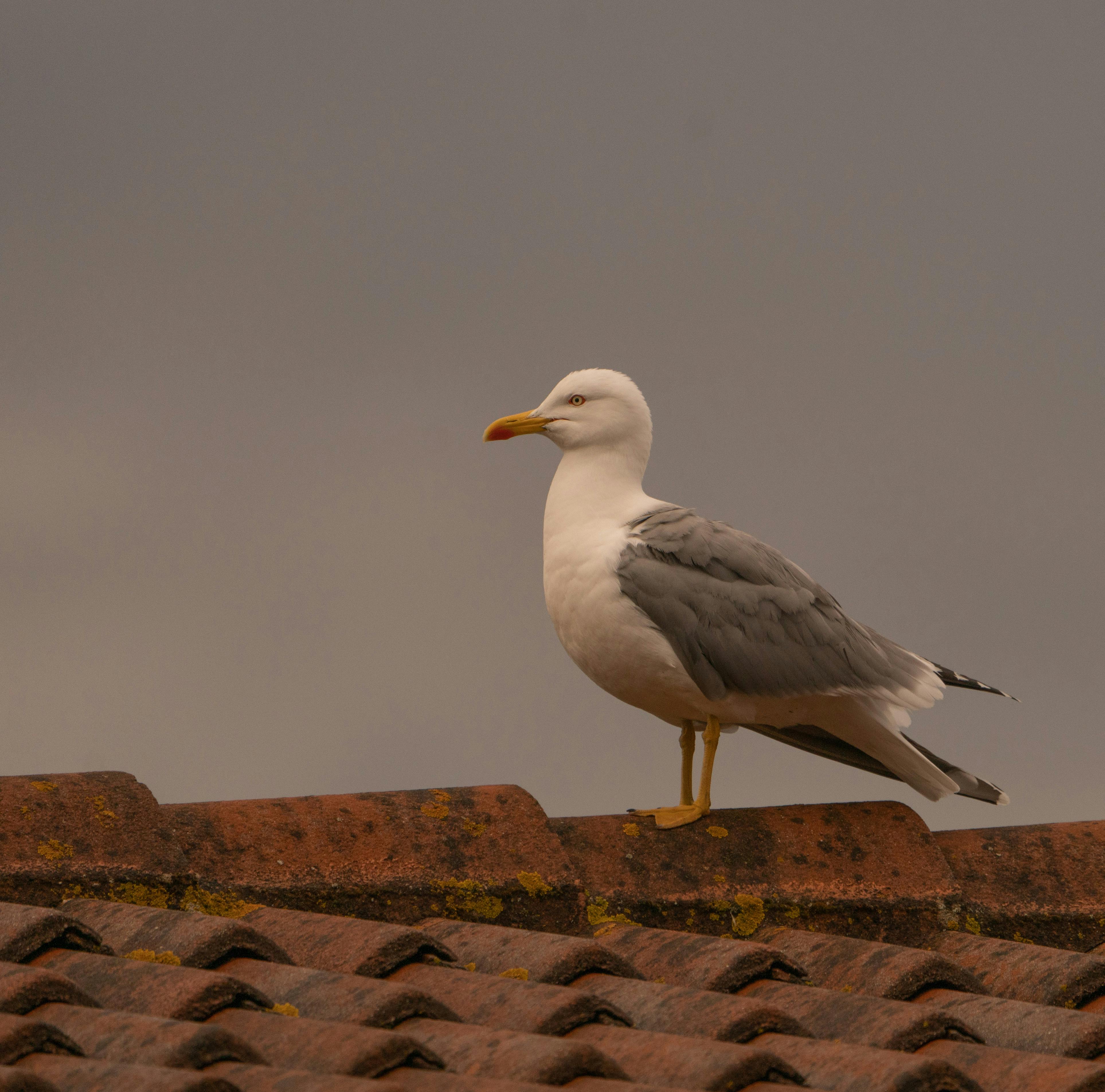 Little Bird Perched on Dried Stalk in Spain · Free Stock Photo