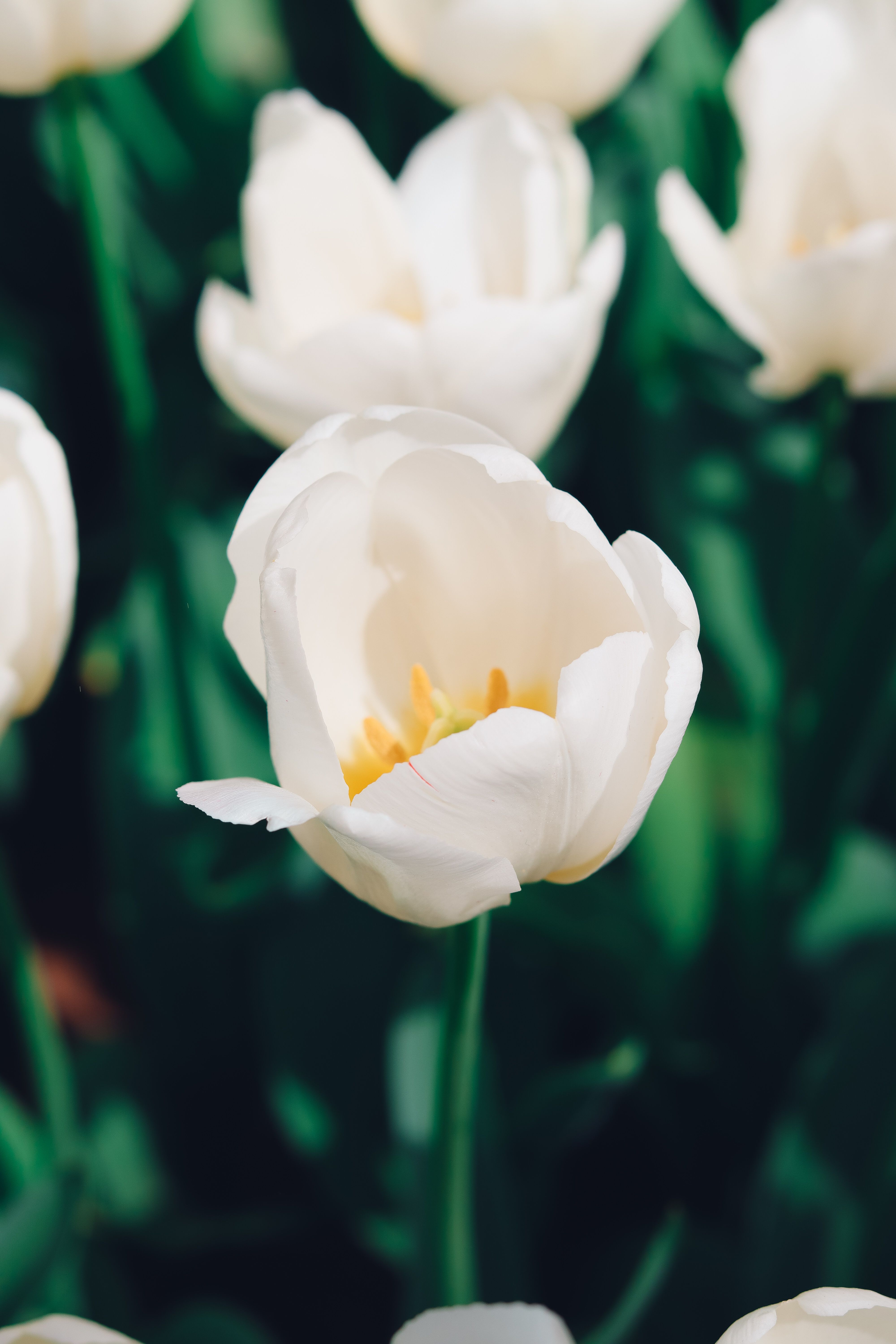 White Flower · Free Stock Photo