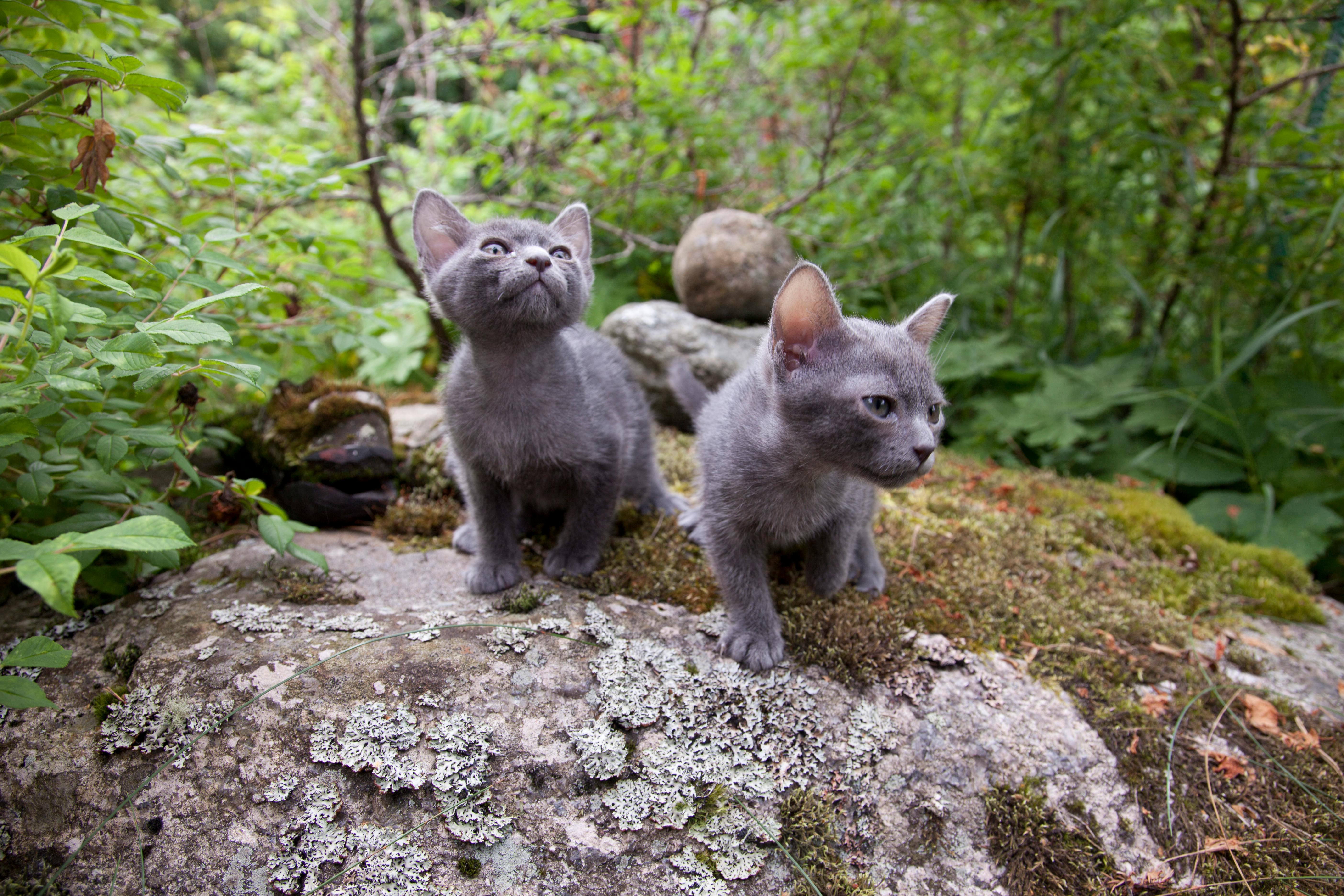 Close-Up Photo of Korat Kittens · Free Stock Photo