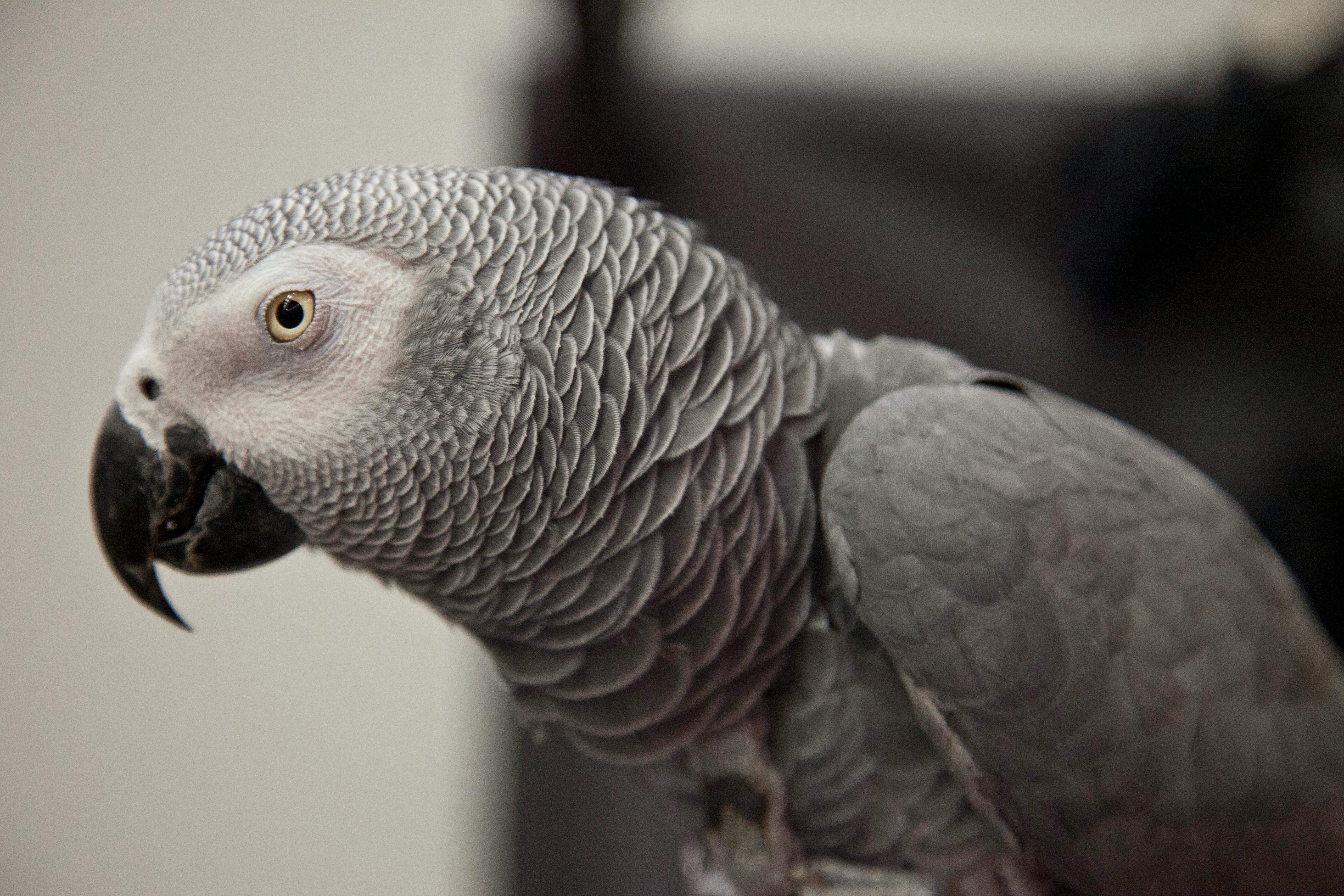 Close-Up Shot of a Grey Parrot · Free Stock Photo