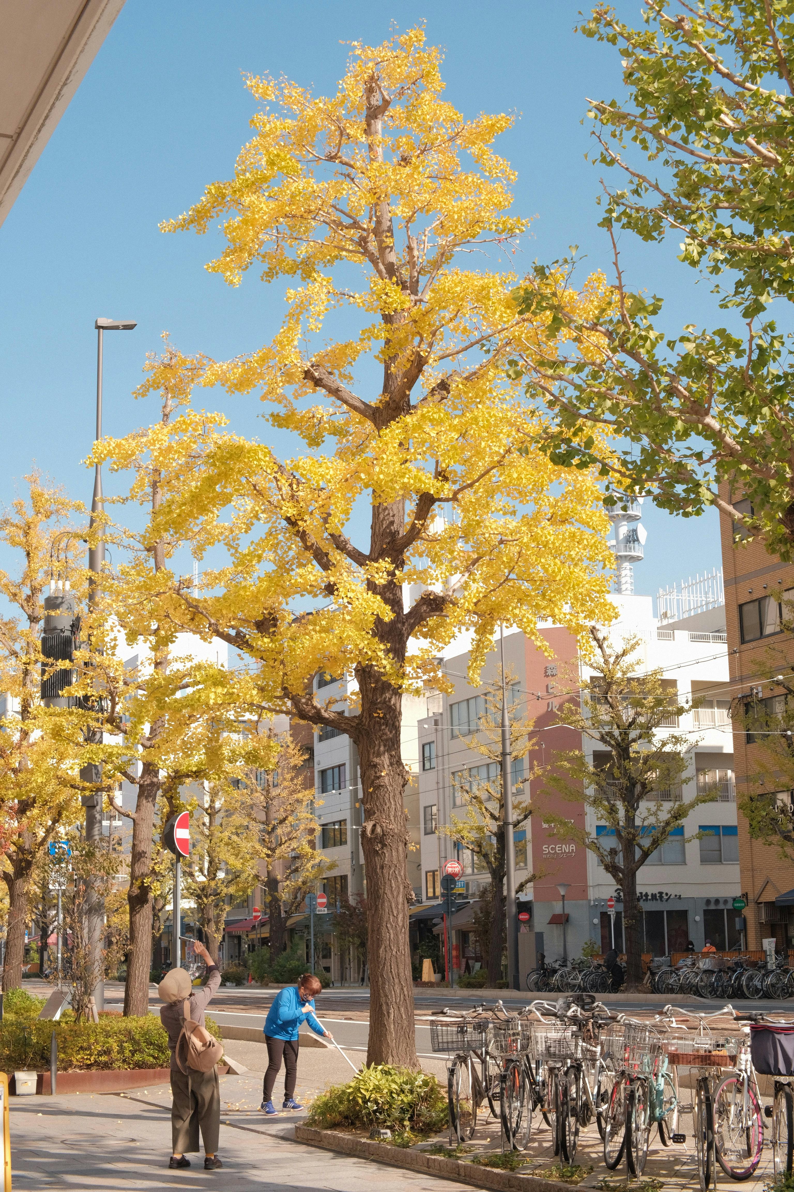Photo of a Tree with Yellow Leaves on the Street · Free Stock Photo