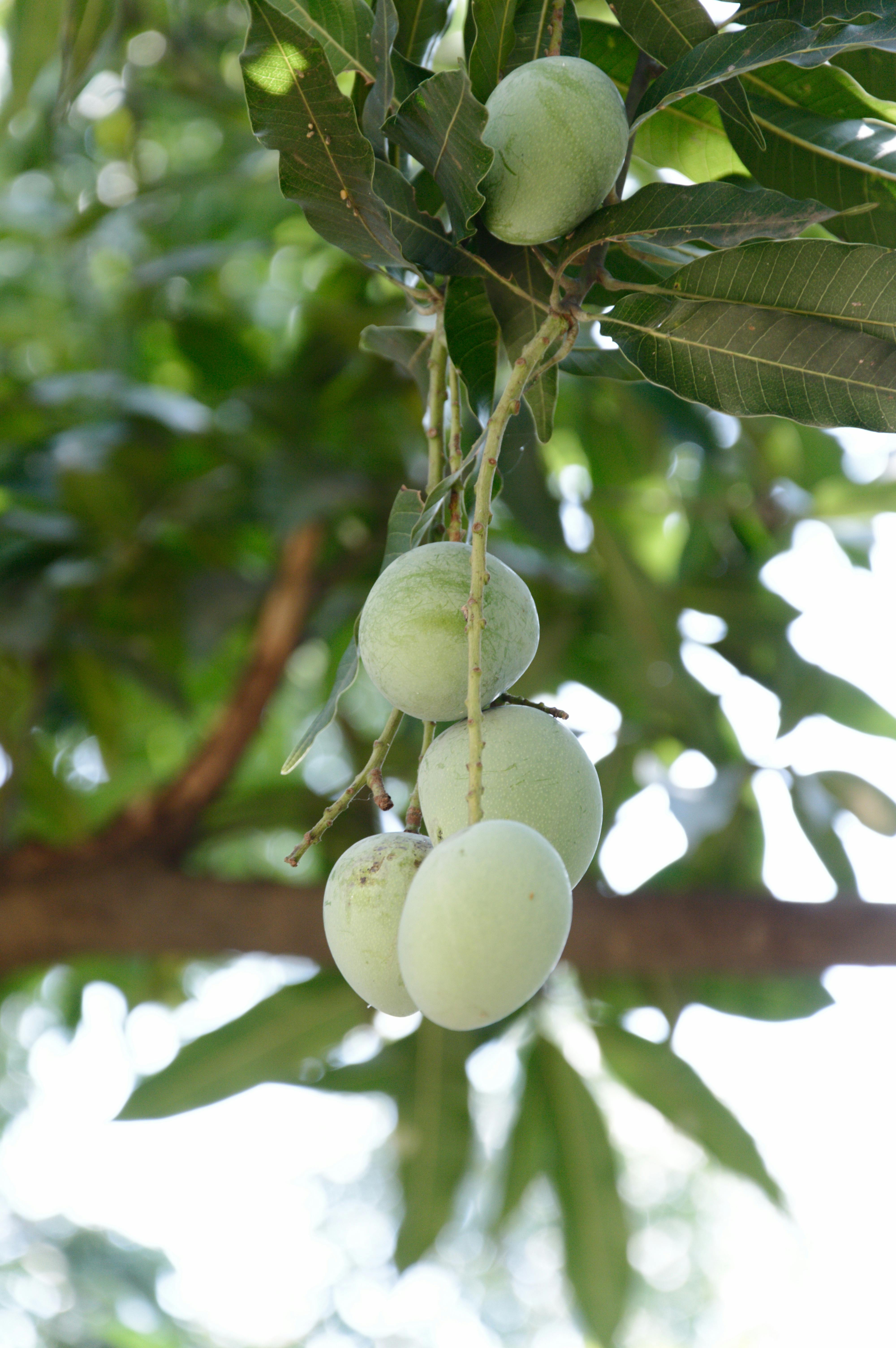 Green Mango Fruits Hanging on Tree · Free Stock Photo