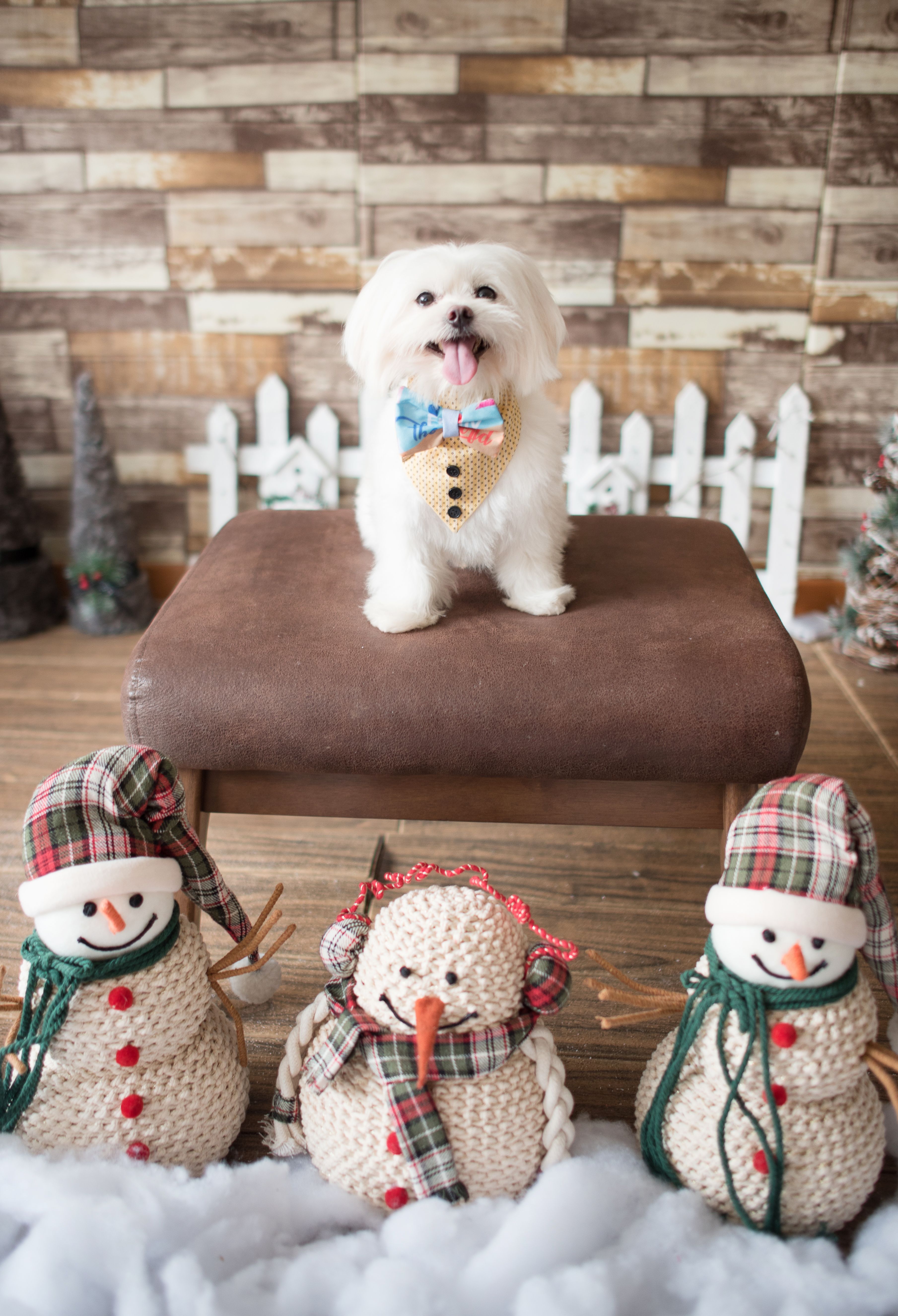 White Dog on a Stool · Free Stock Photo