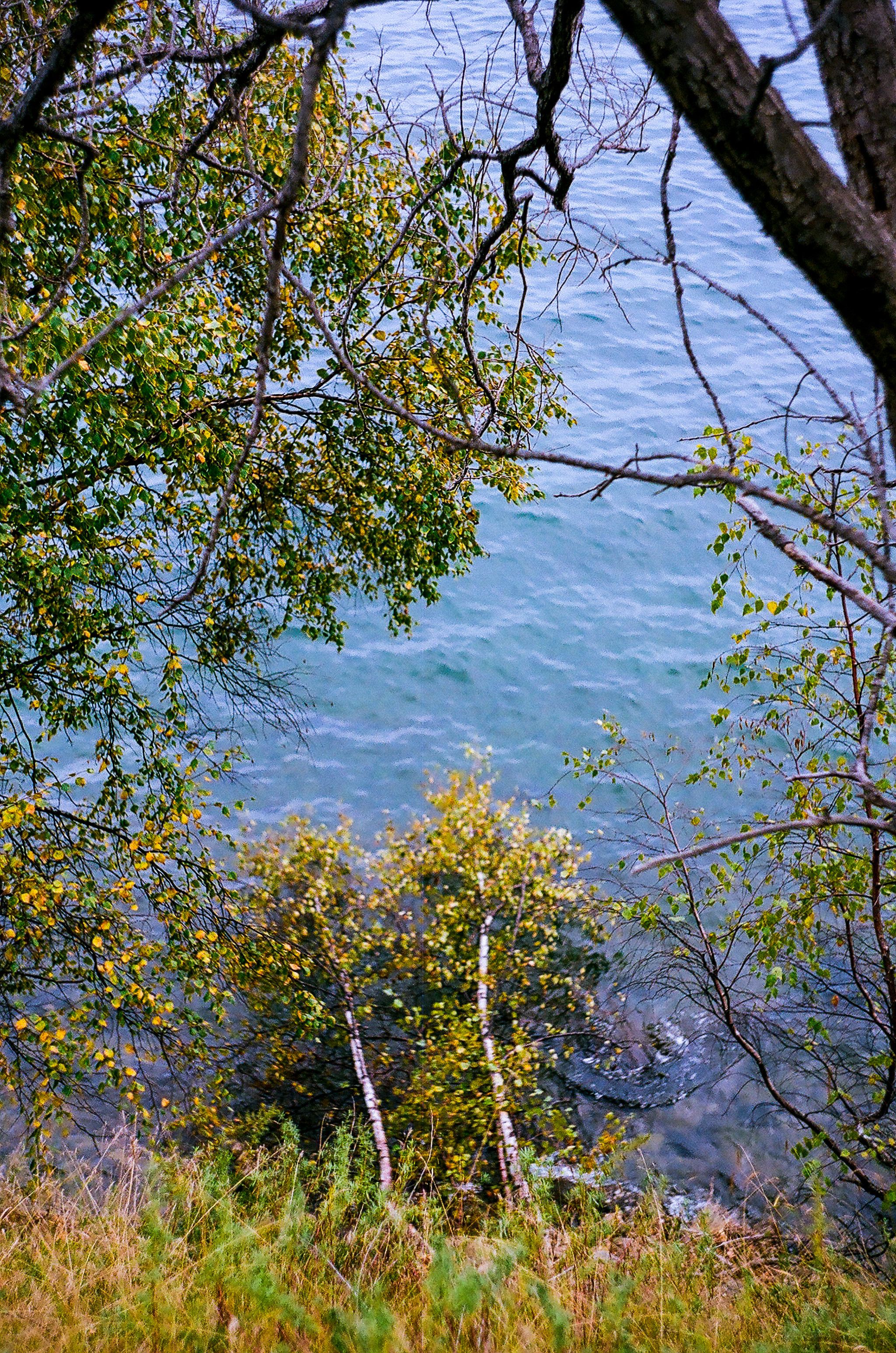 A Tree near the Sea · Free Stock Photo