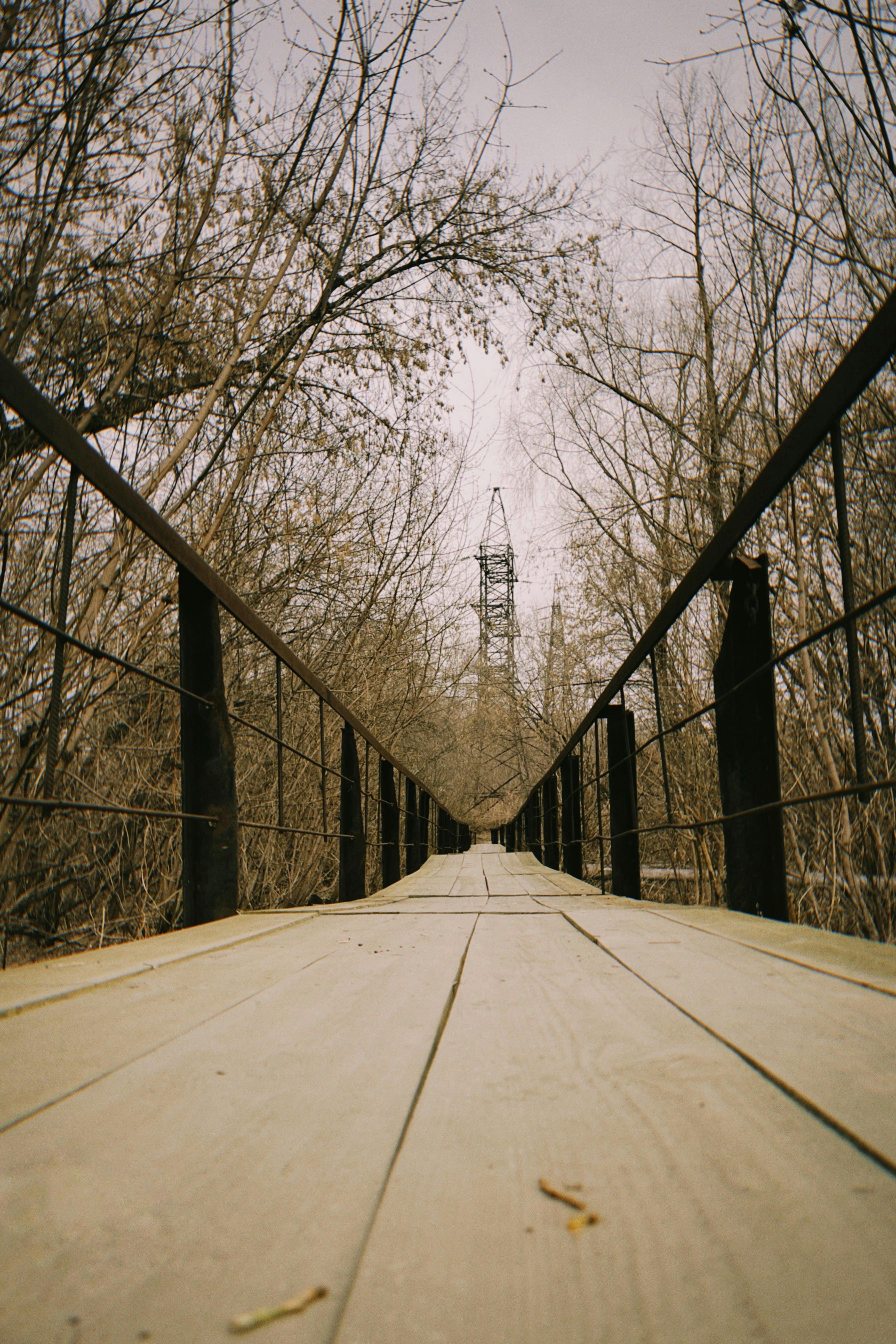 A Bridge in Between Trees · Free Stock Photo