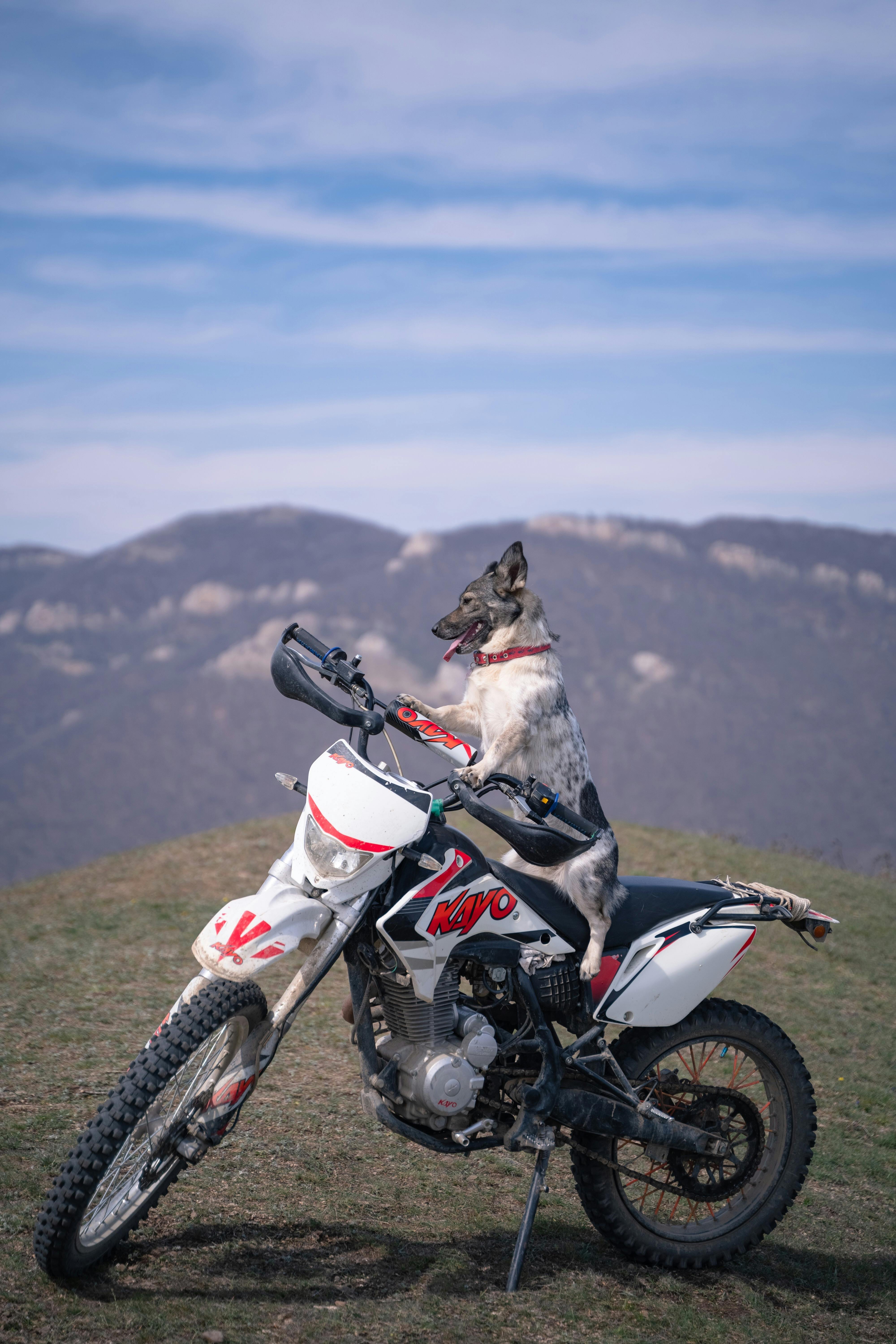 Dog Motorbike Photos, Download The BEST Free Dog Motorbike Stock Photos ...