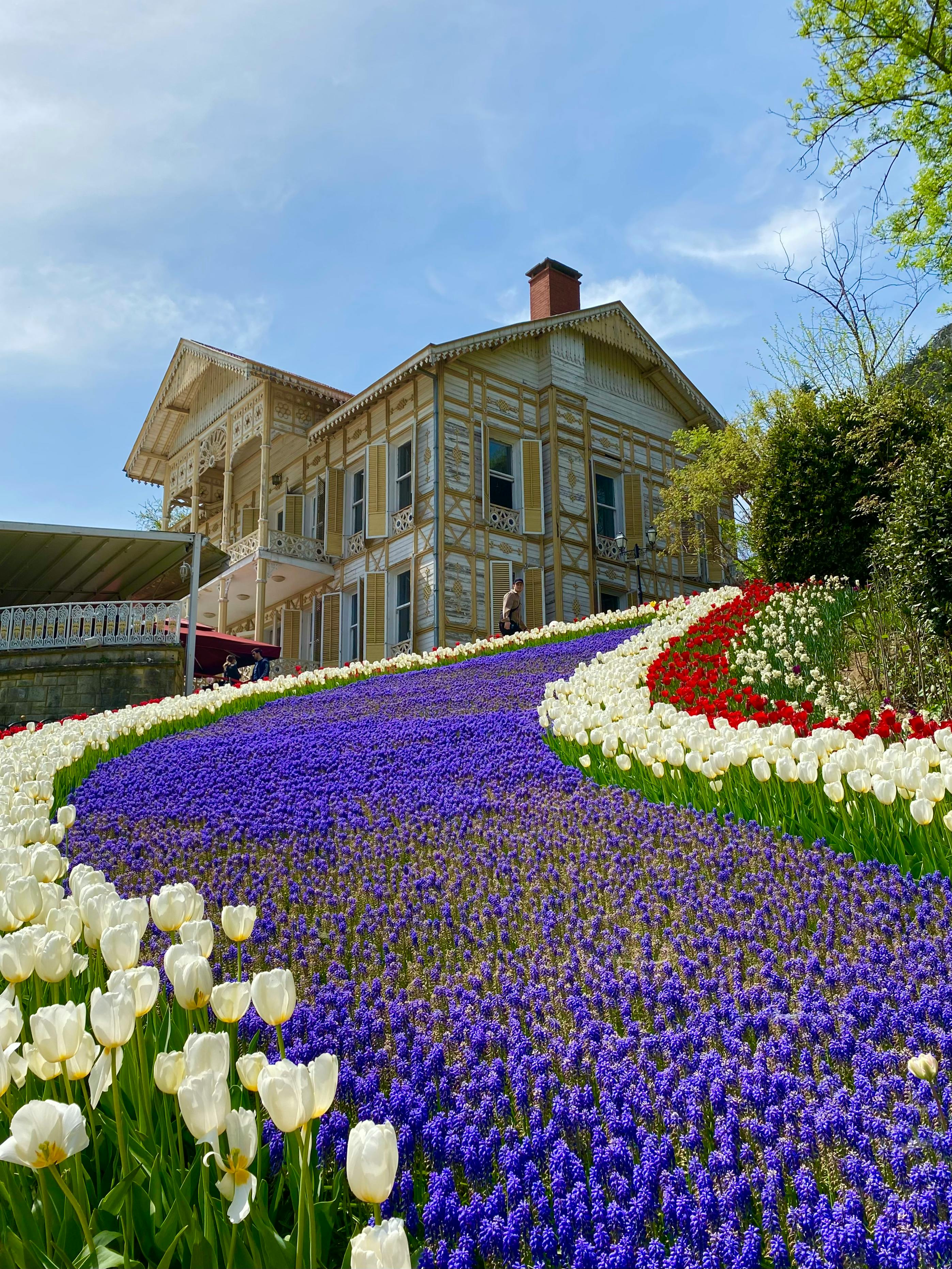 Tulip Villa Photos, Download The BEST Free Tulip Villa Stock Photos ...