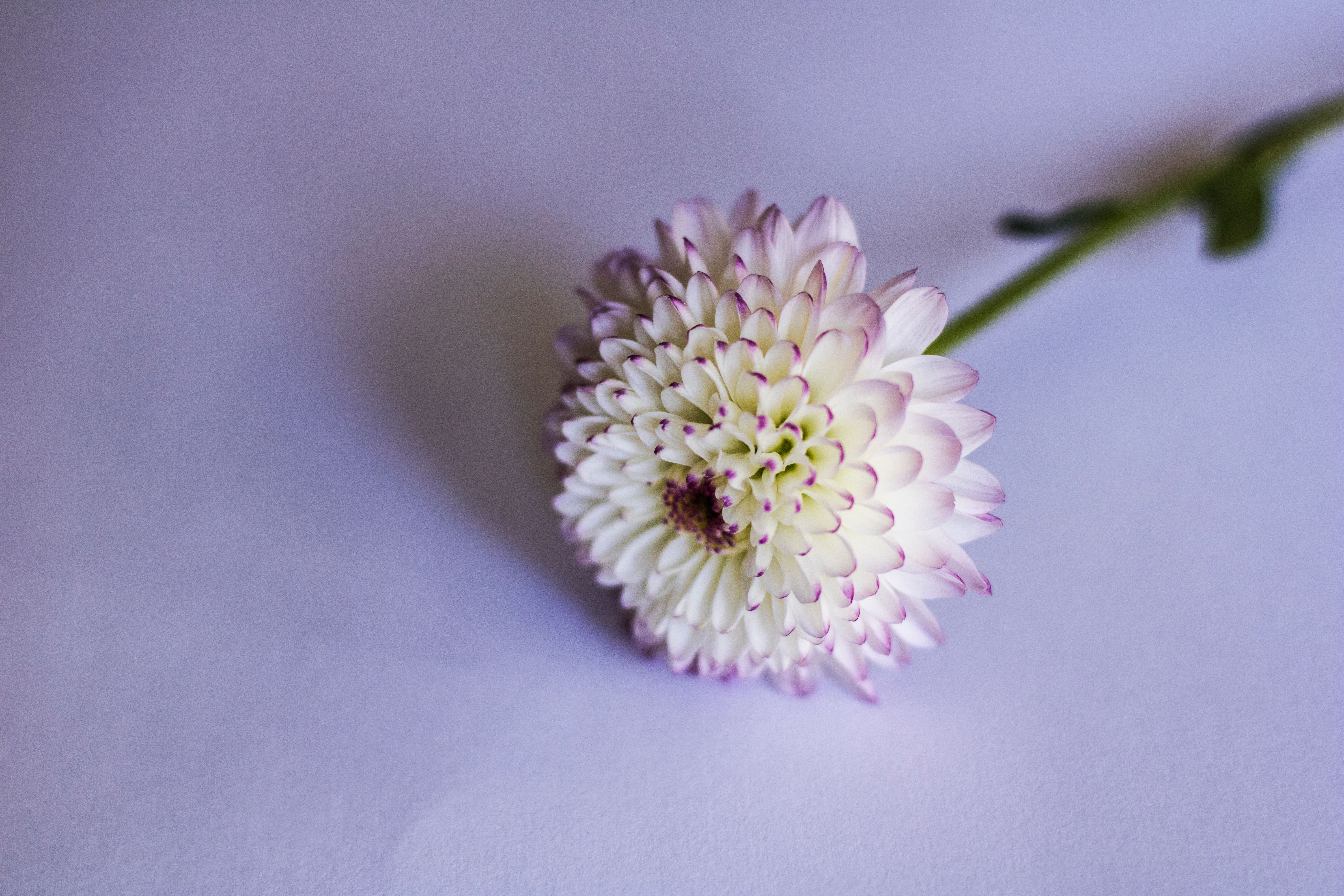 Close-Up Shot of a Chrysanthemum · Free Stock Photo