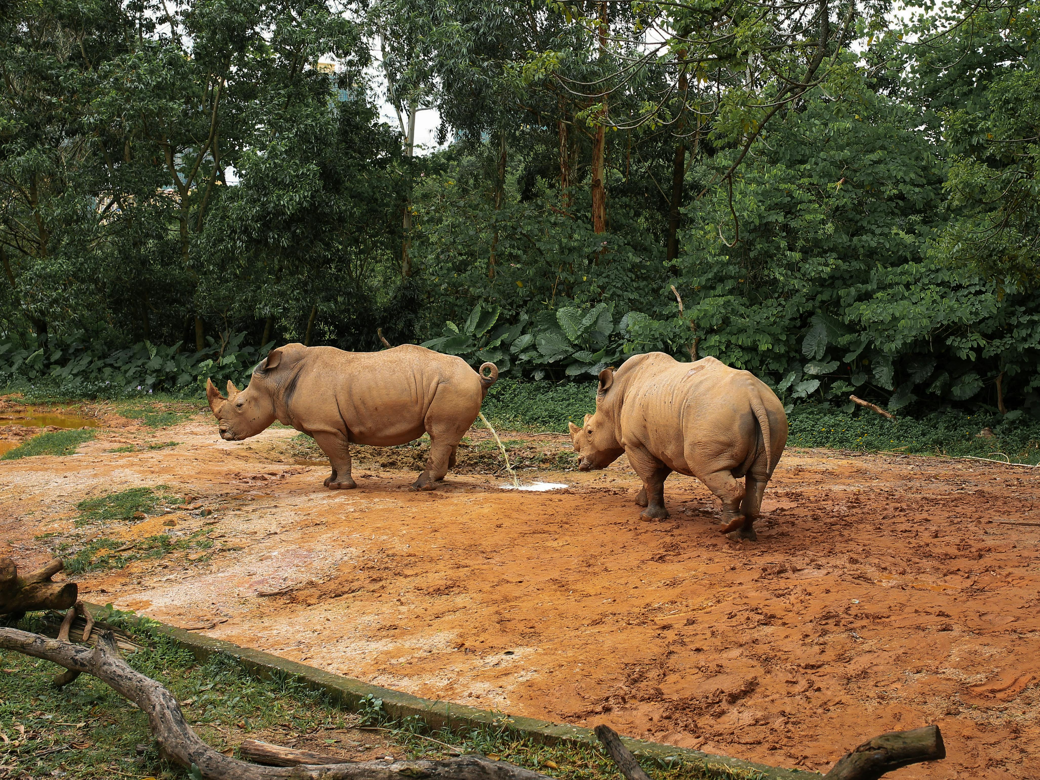 Two Rhinoceros on the Ground · Free Stock Photo