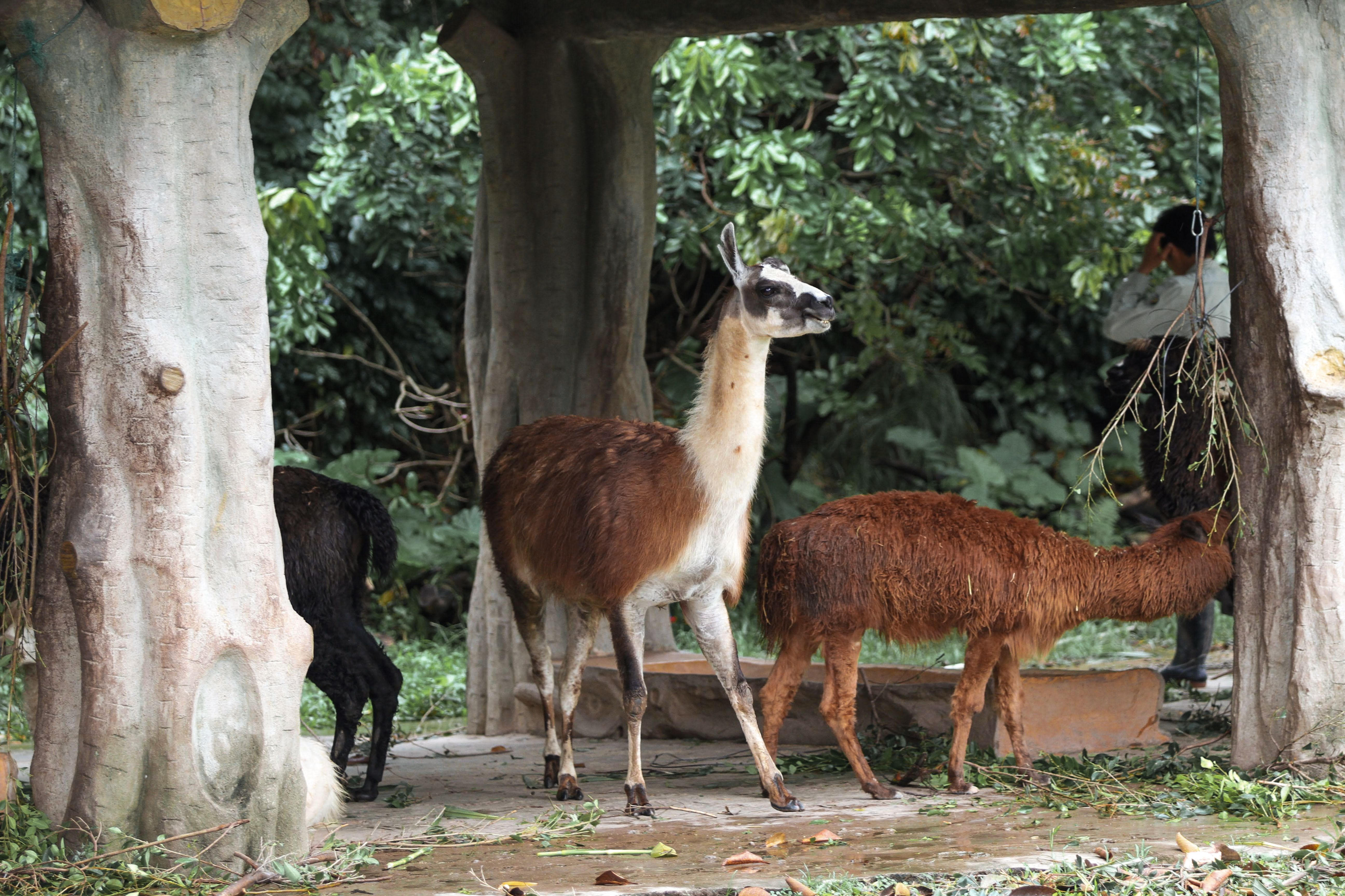 Alpacas in Forest · Free Stock Photo
