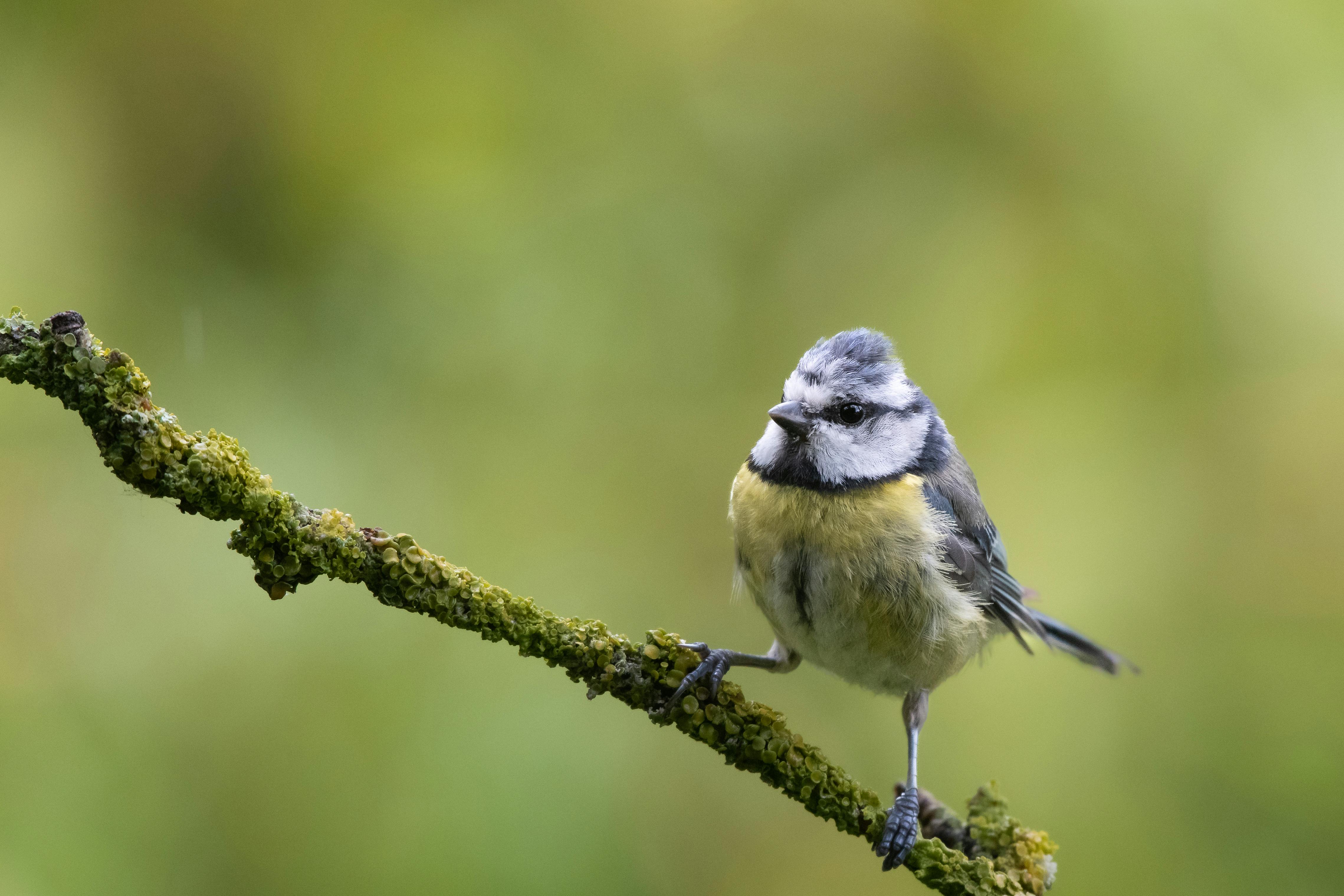 Black and White Willow Tit Bird on a Tree Branch · Free Stock Photo