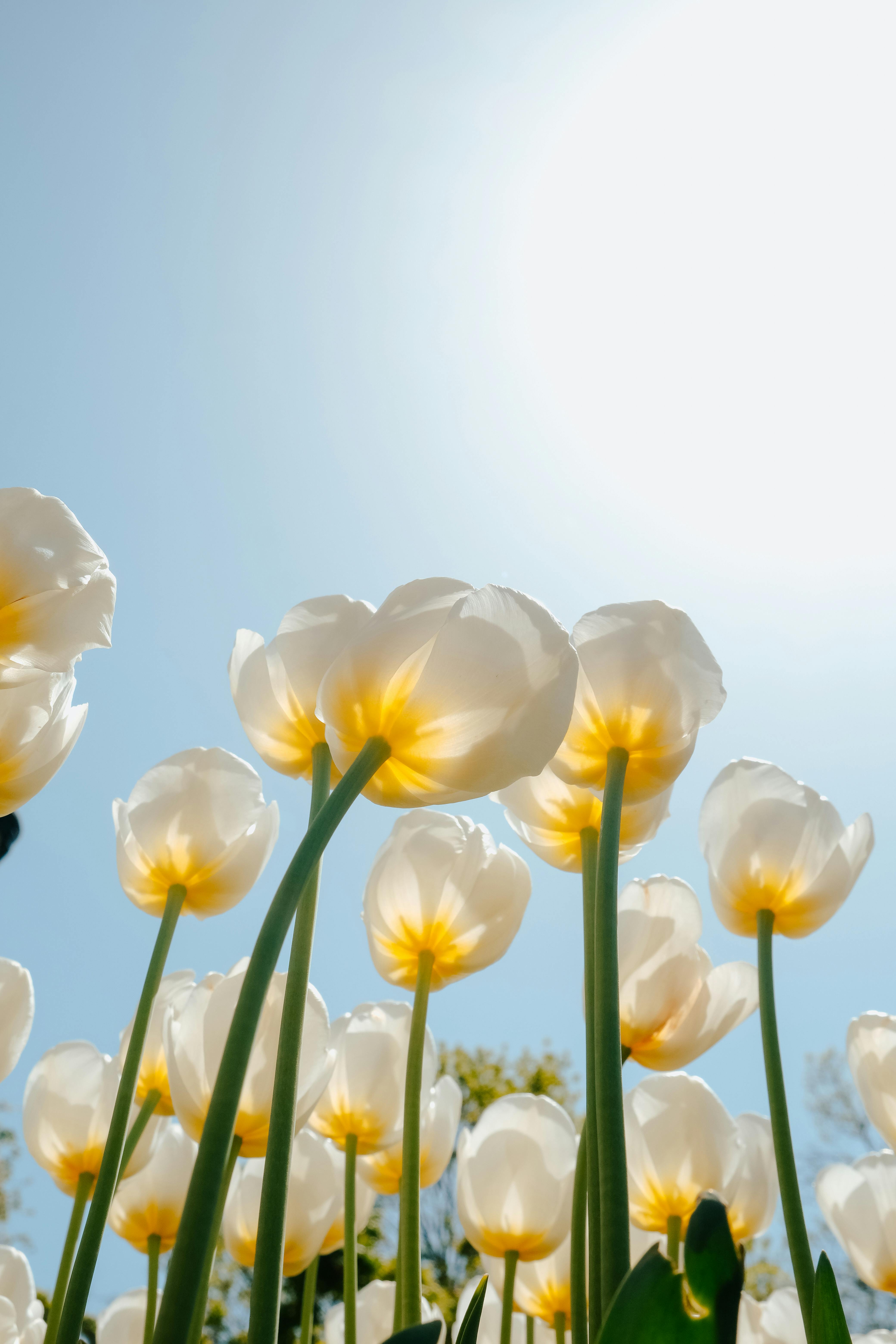 Low Angle Shot Of Flower