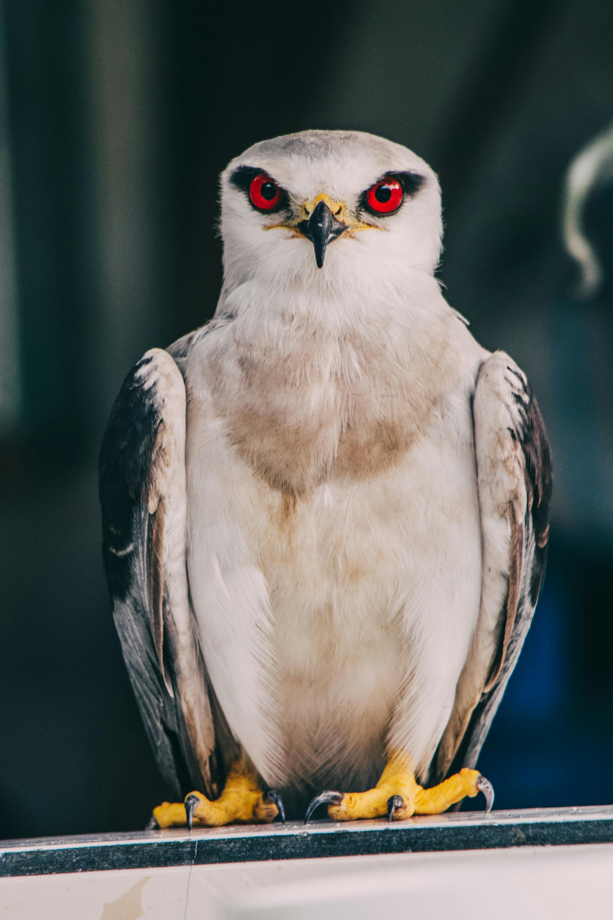 Lama Belakang Bird Lit Photos, Download Free Lama Belakang Bird Lit ...